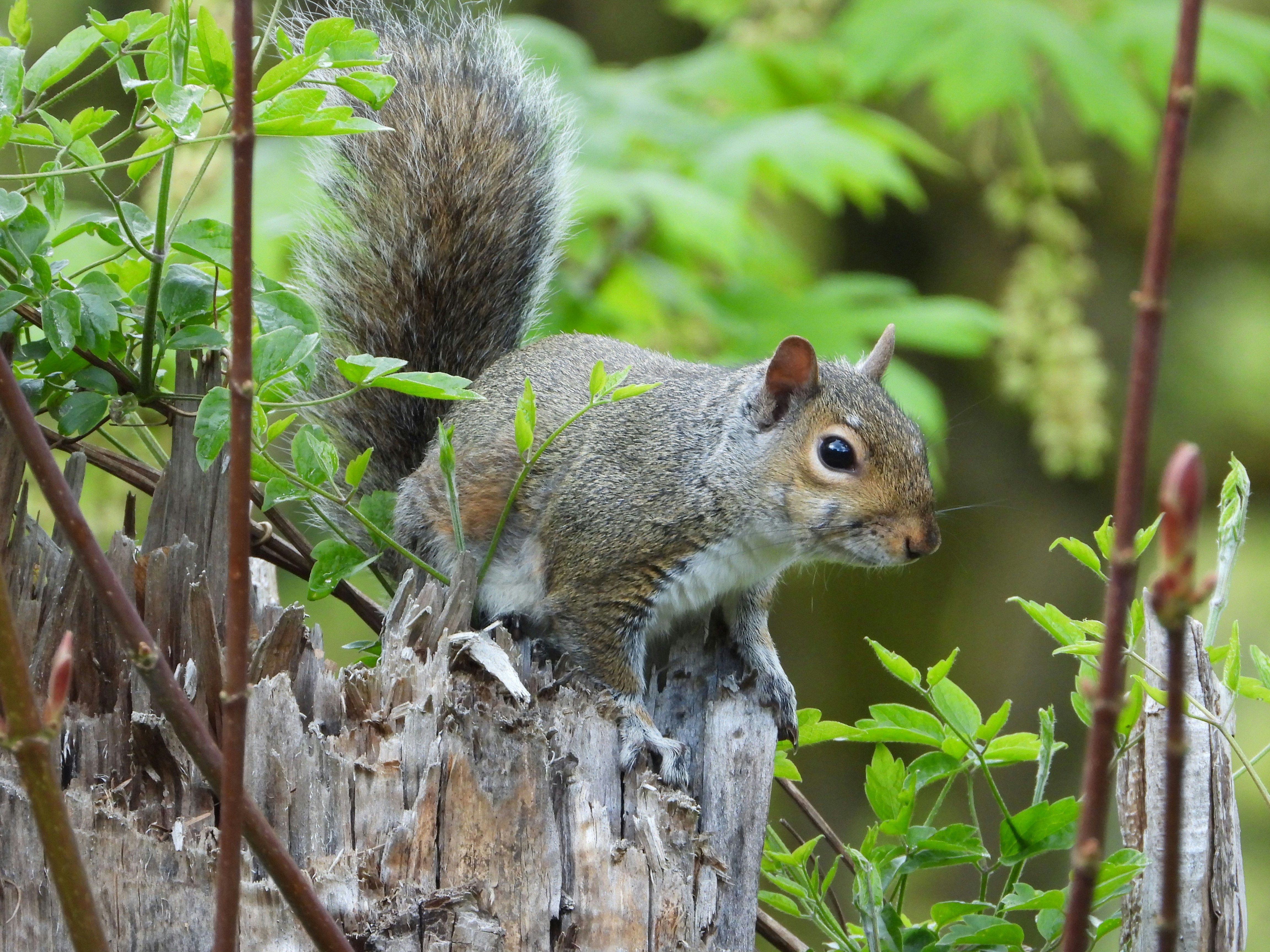 Foto Una ardilla en el tocón de un árbol – Imagen Rata gratis en Unsplash