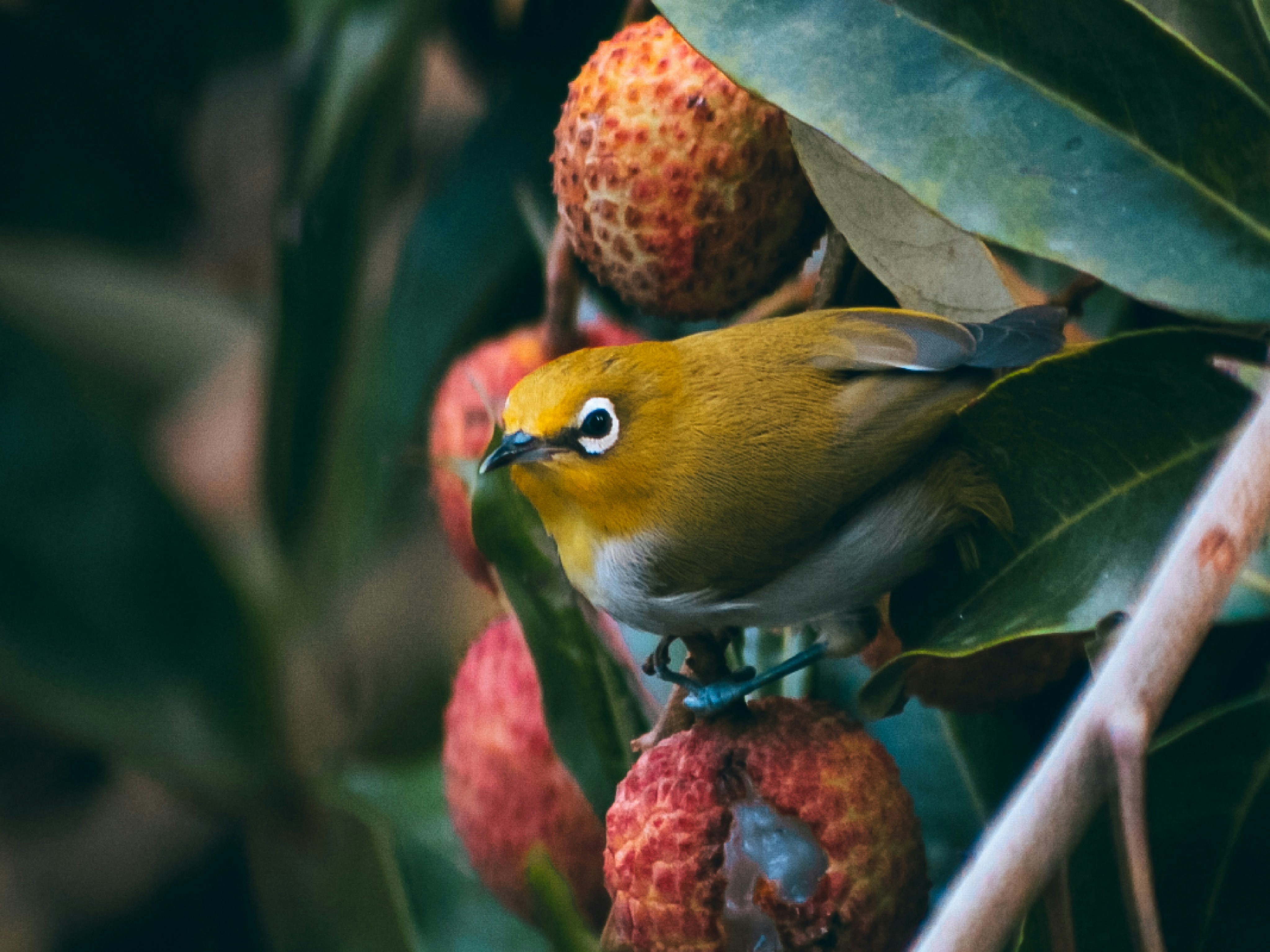 A Bird Enjoying Nature in the Mountains. 