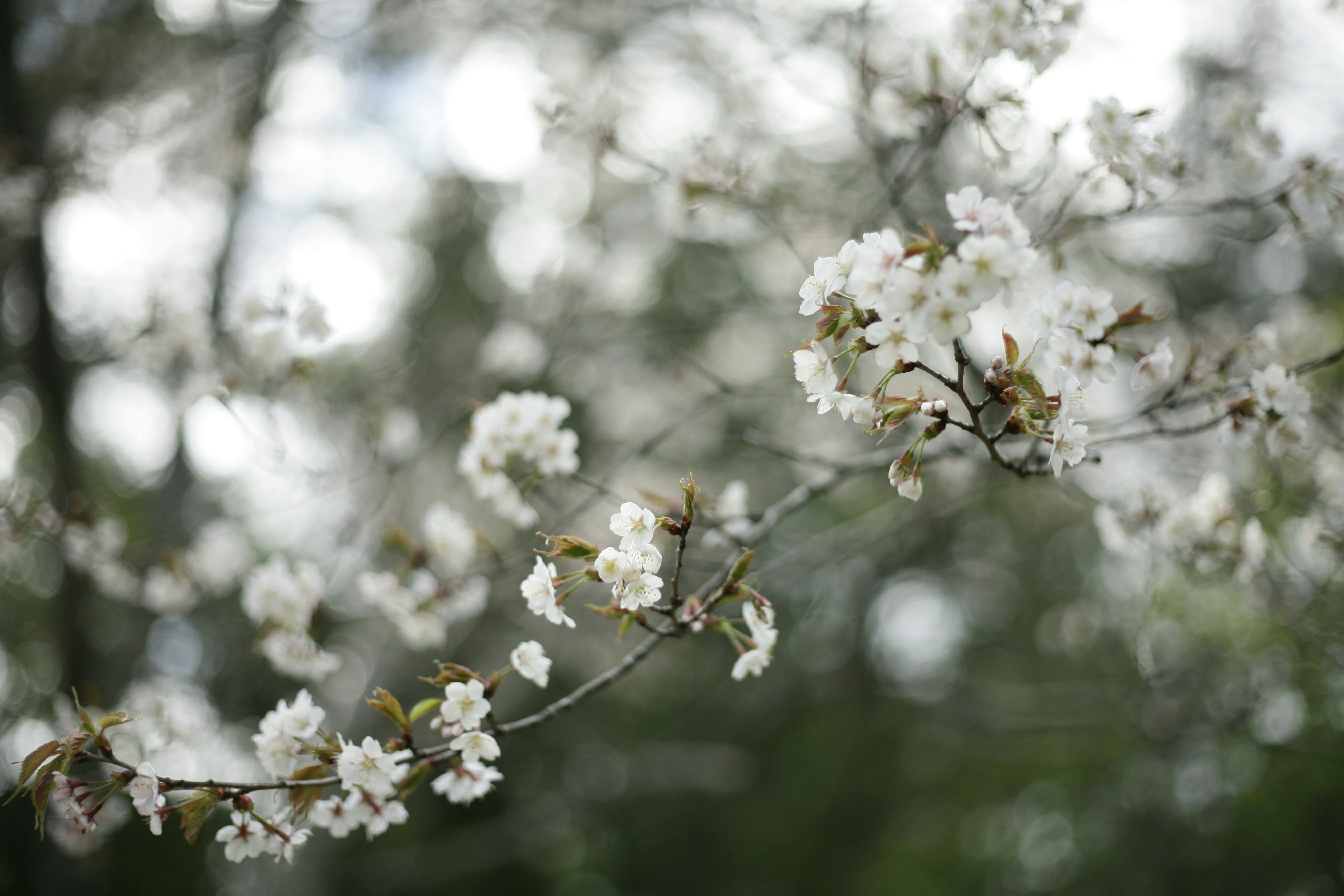 Delicate white cherry blossoms adorn a slender branch against a softly blurred background, embodying the essence of spring's renewal.