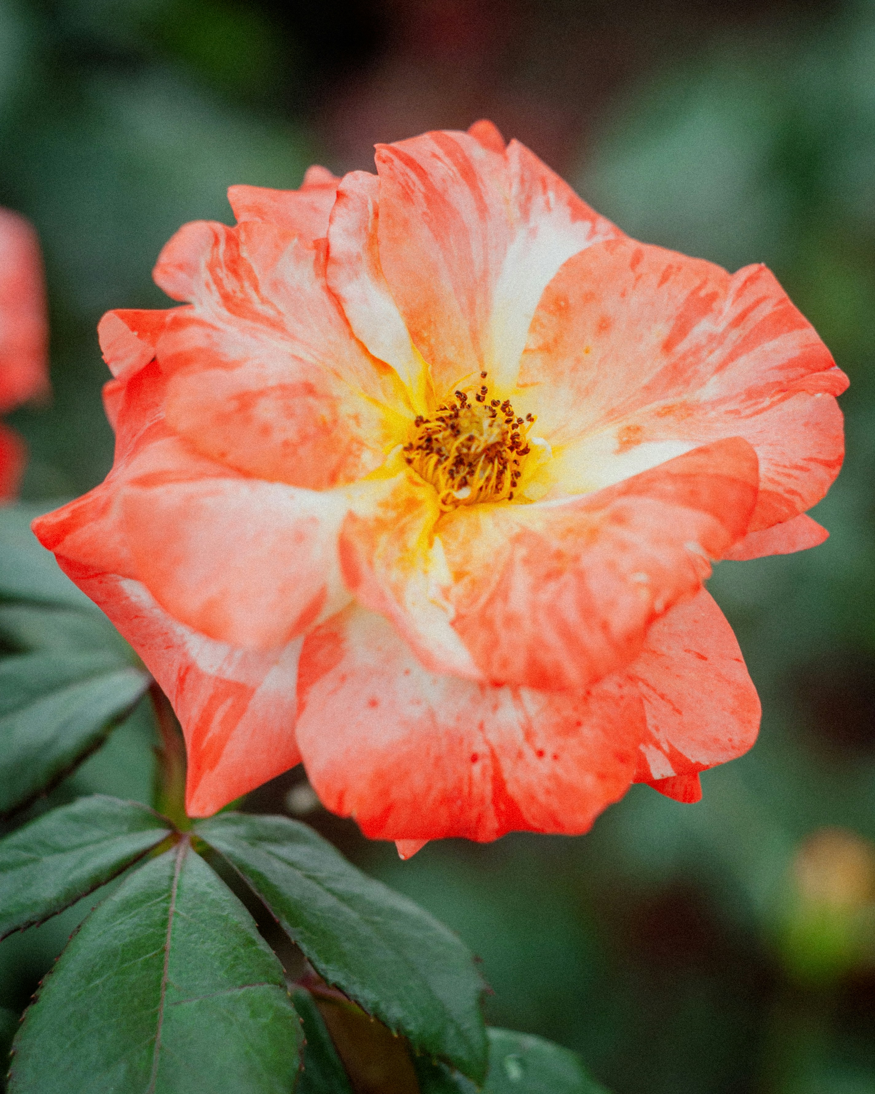 Vibrant orange and white rose in full bloom, surrounded by lush green foliage. The delicate petals showcase intricate details and textures.