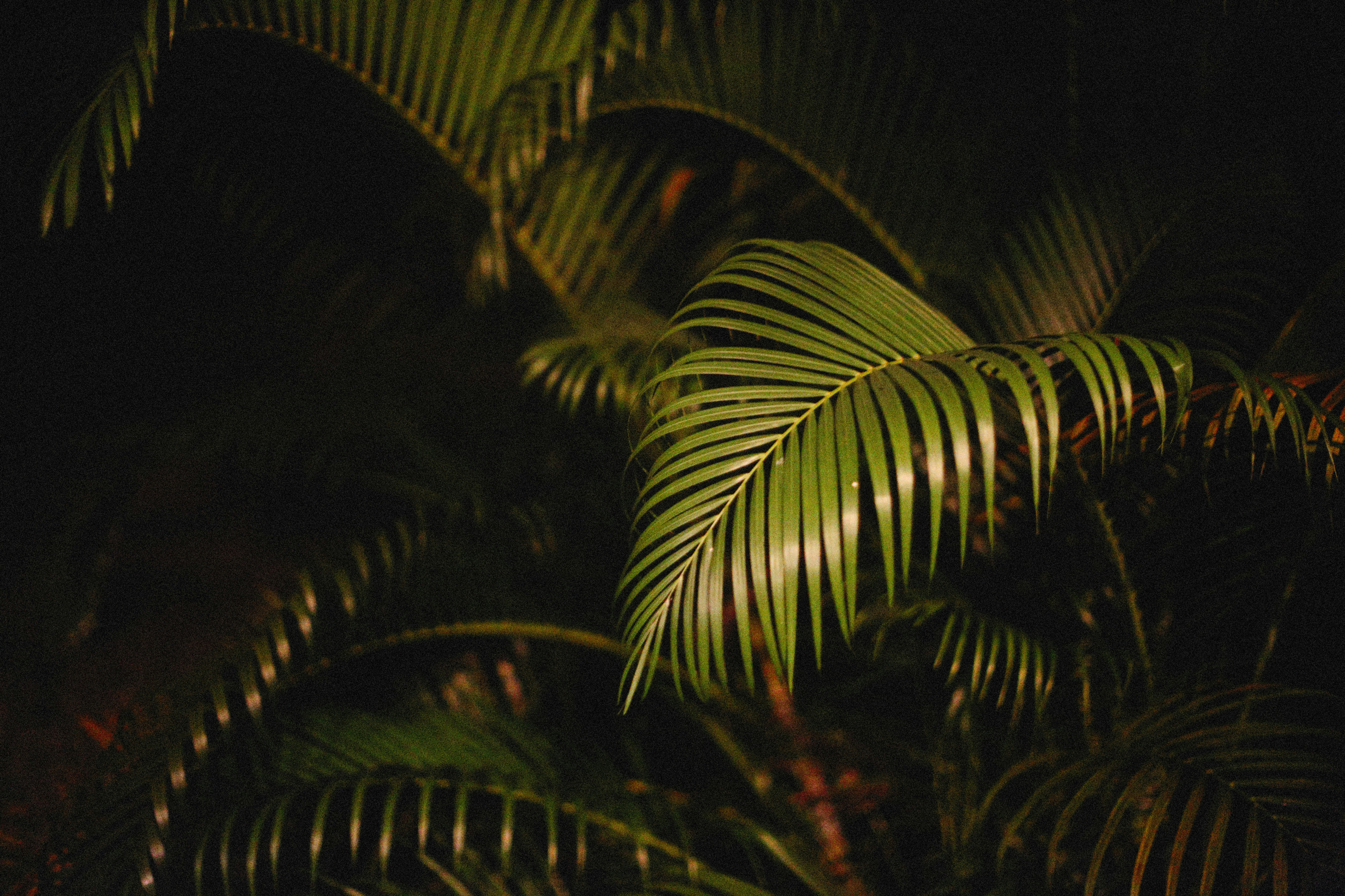 Lush green palm fronds illuminated softly against a dark background, creating a serene tropical ambiance.