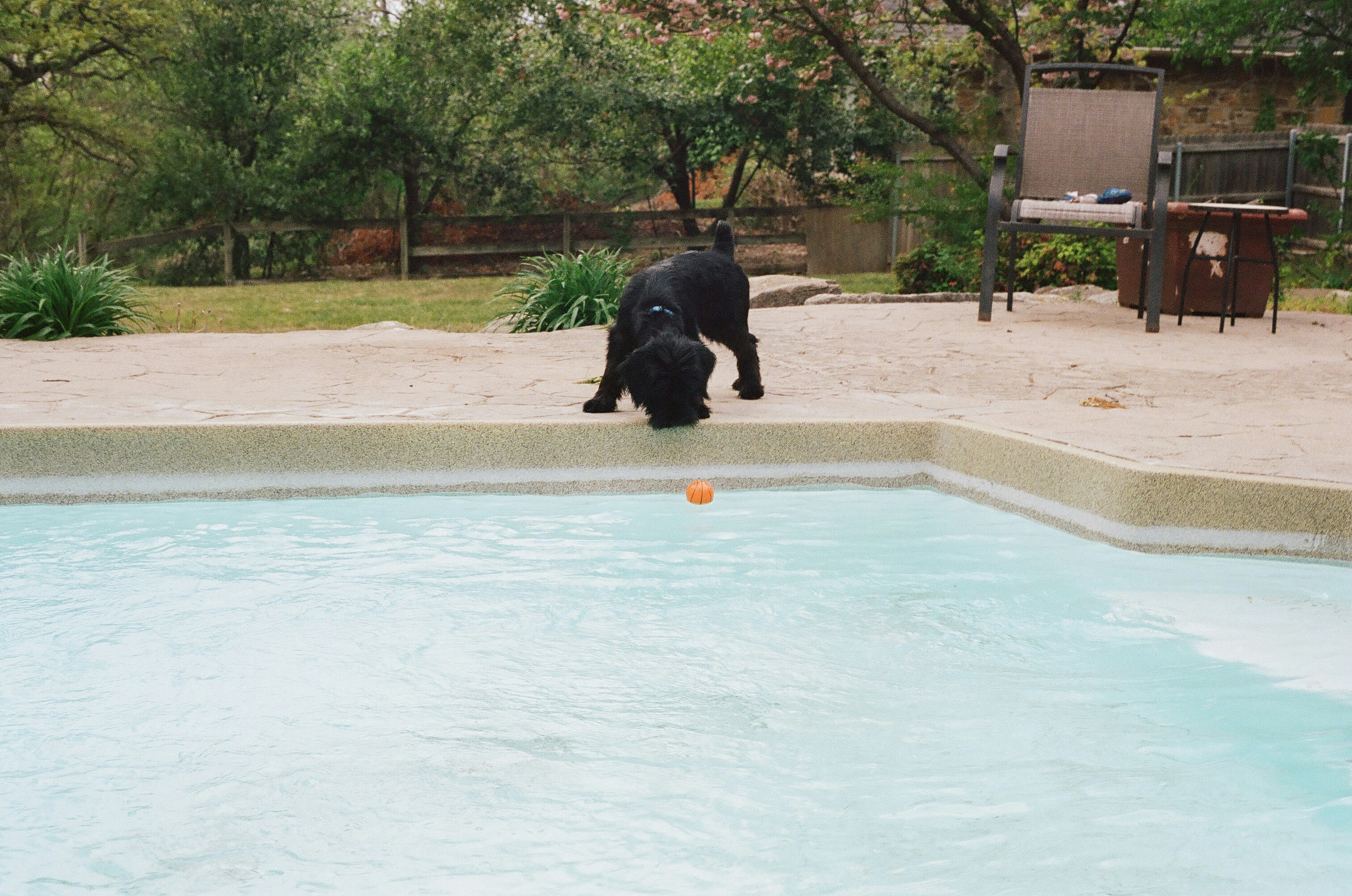 A couple of bears playing in a pool photo – Free Dog Image on Unsplash