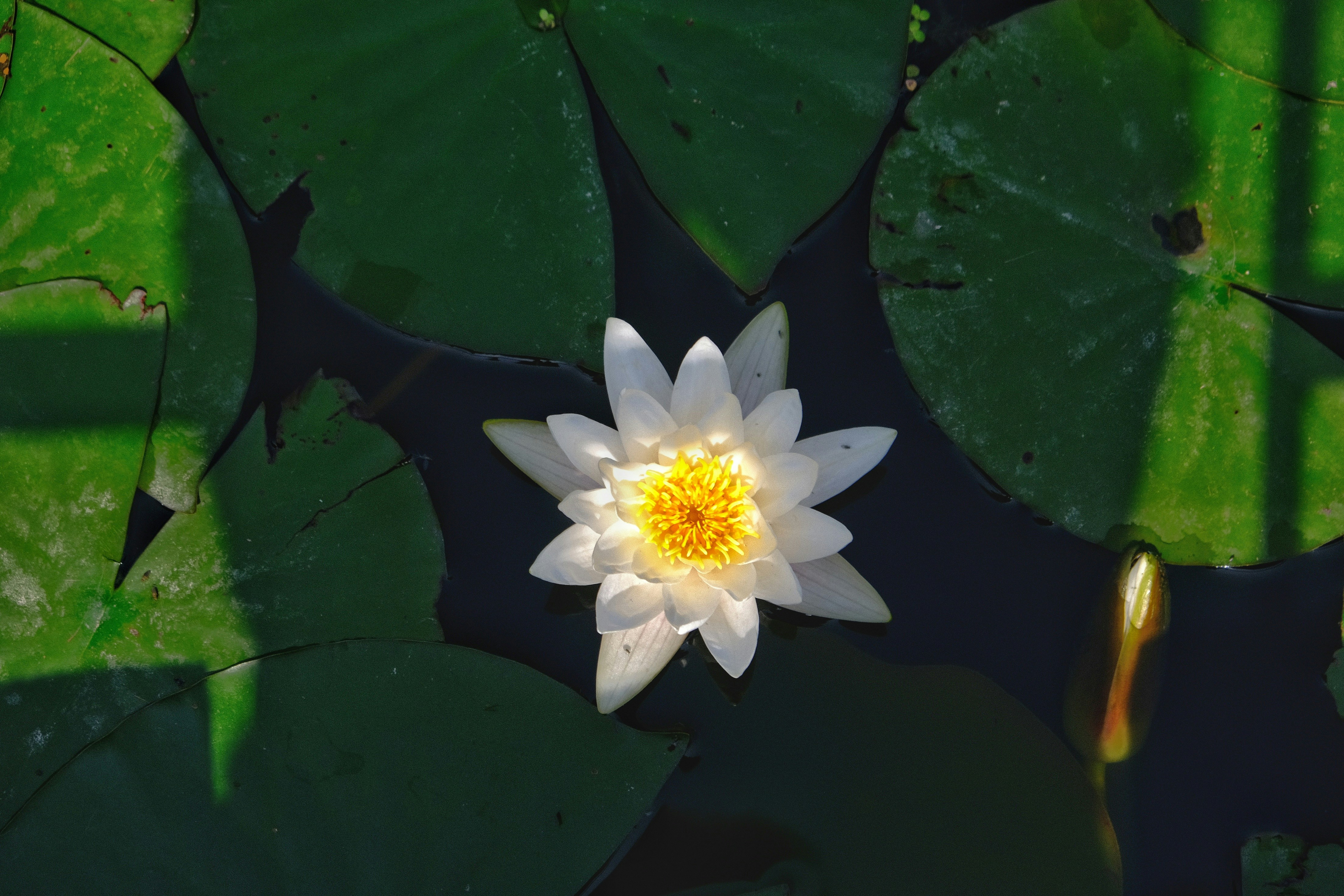 Lotus: A Symbol of Spiritual Growth