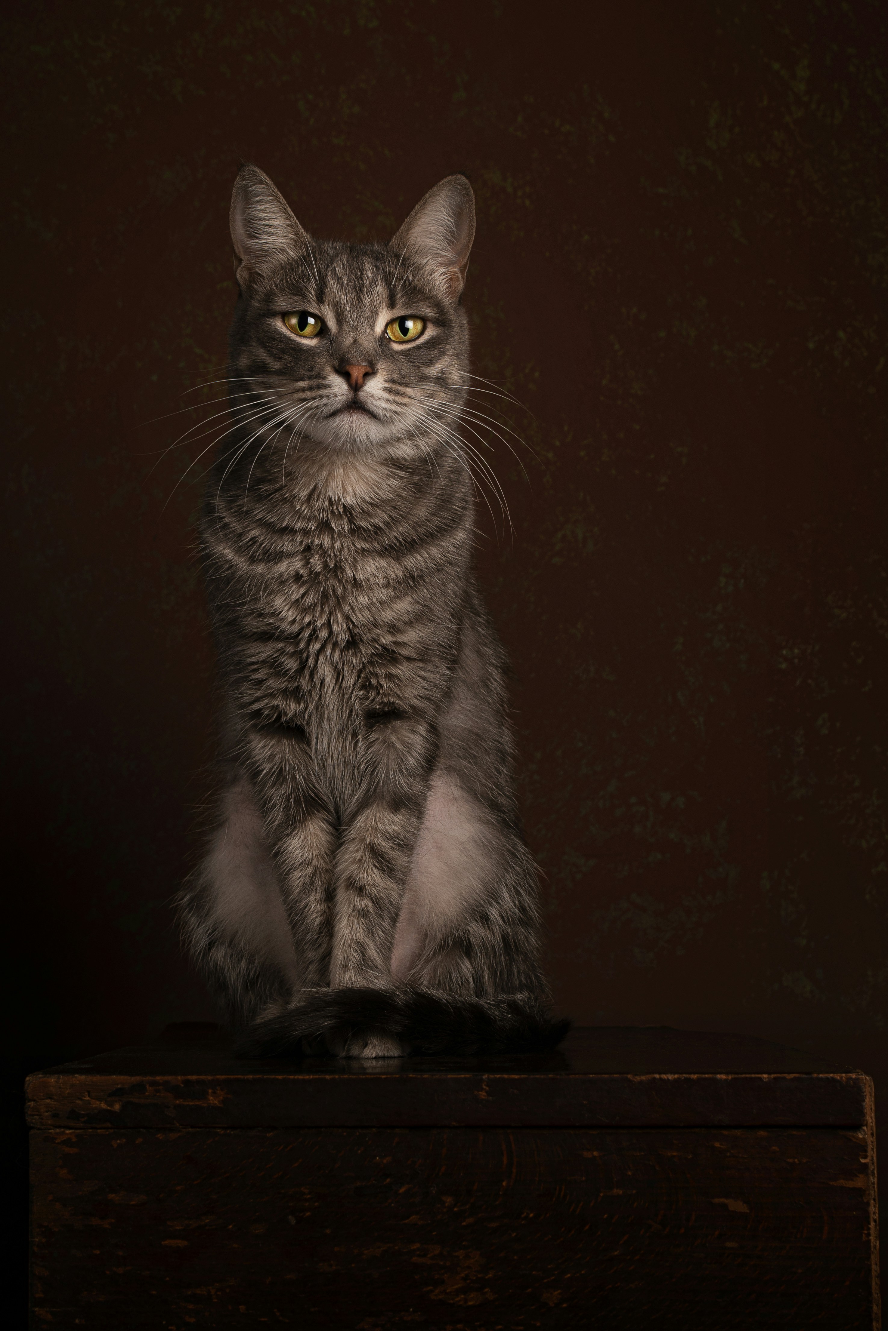 Portrait of a contemplative tabby perched on a weathered box