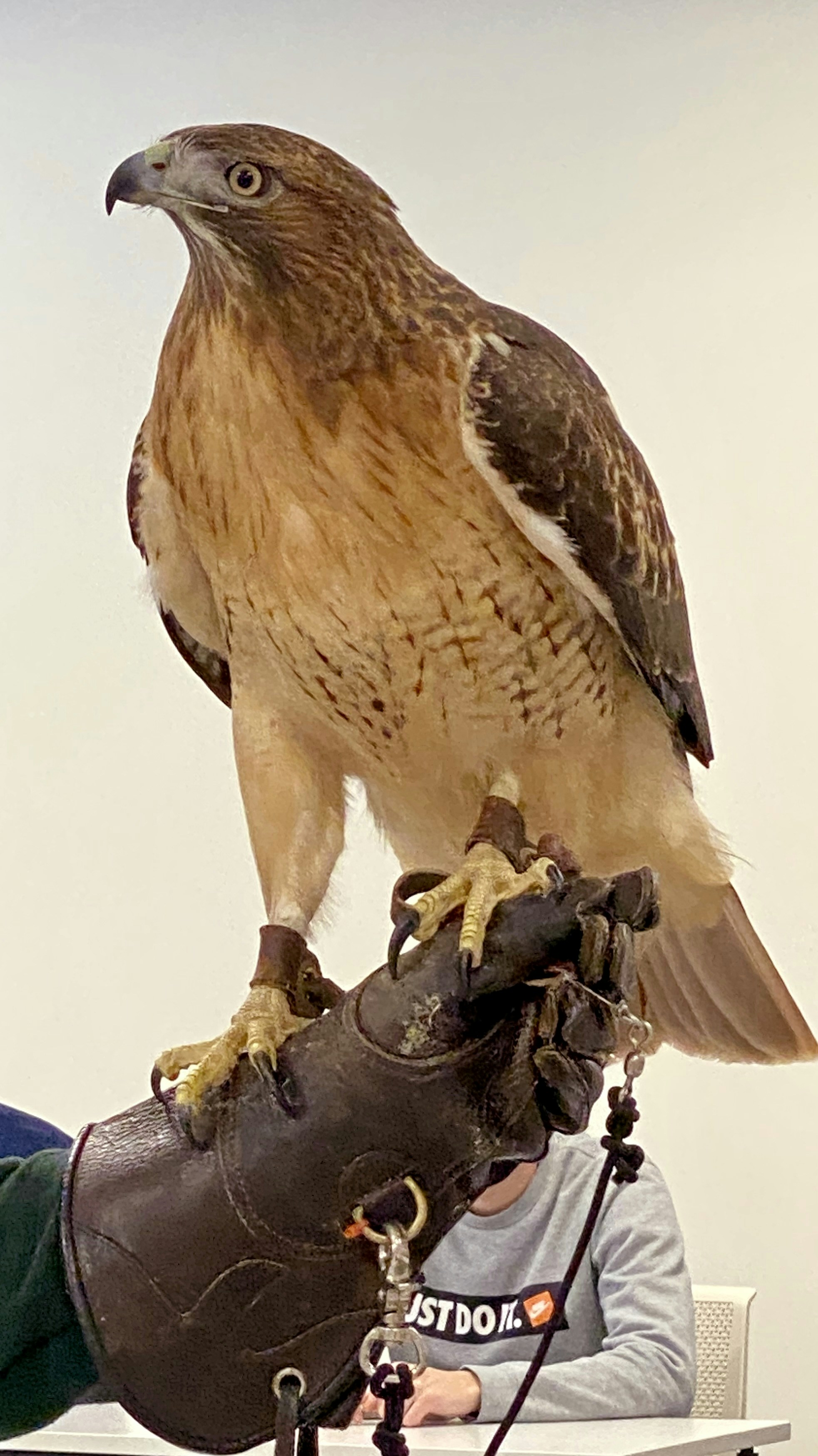 Raptor on Gloved Fist: A Hawk’s Prominent Gaze