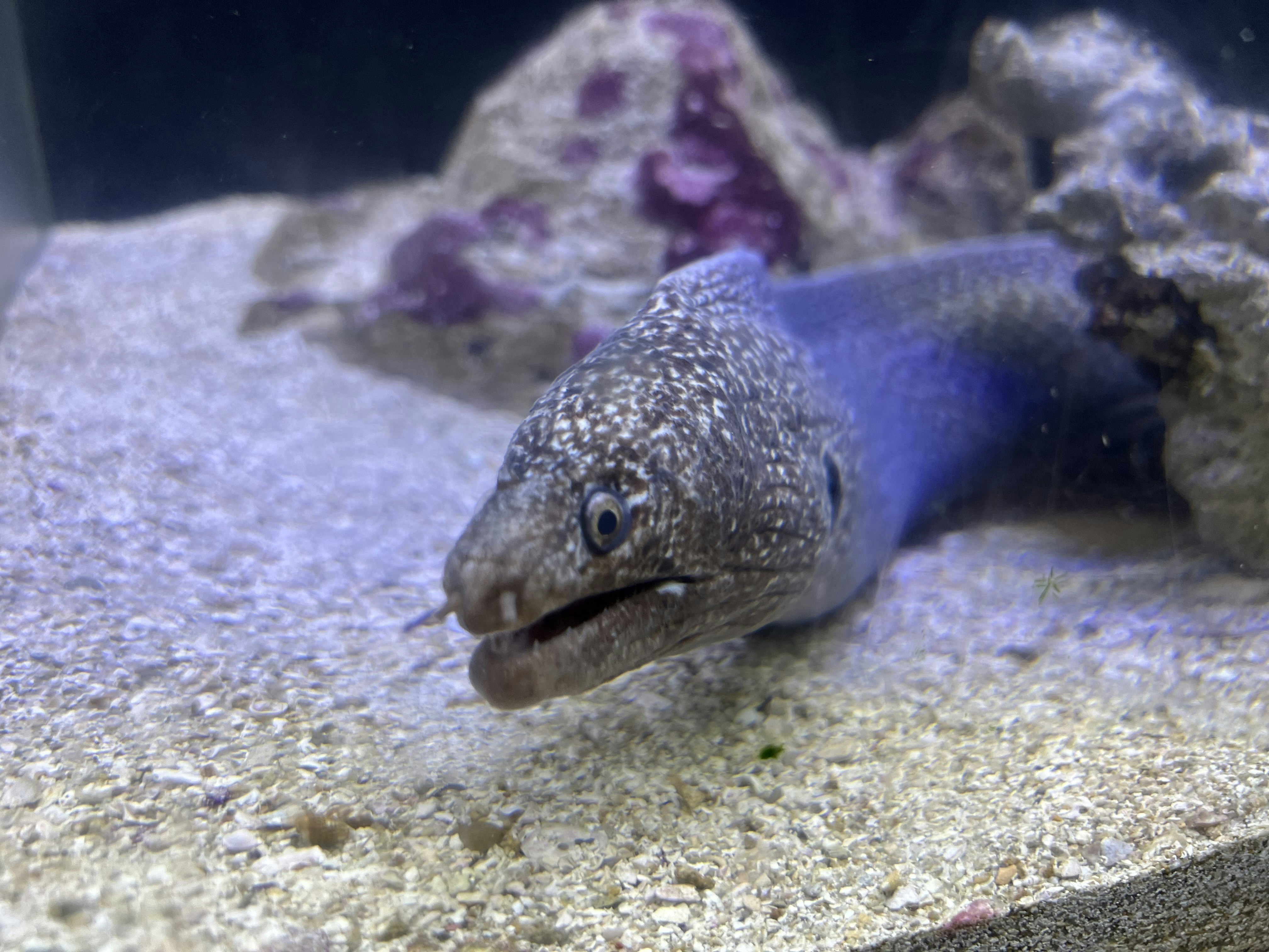 17 Cool Facts About the Electric Eel - Animals Around The Globe