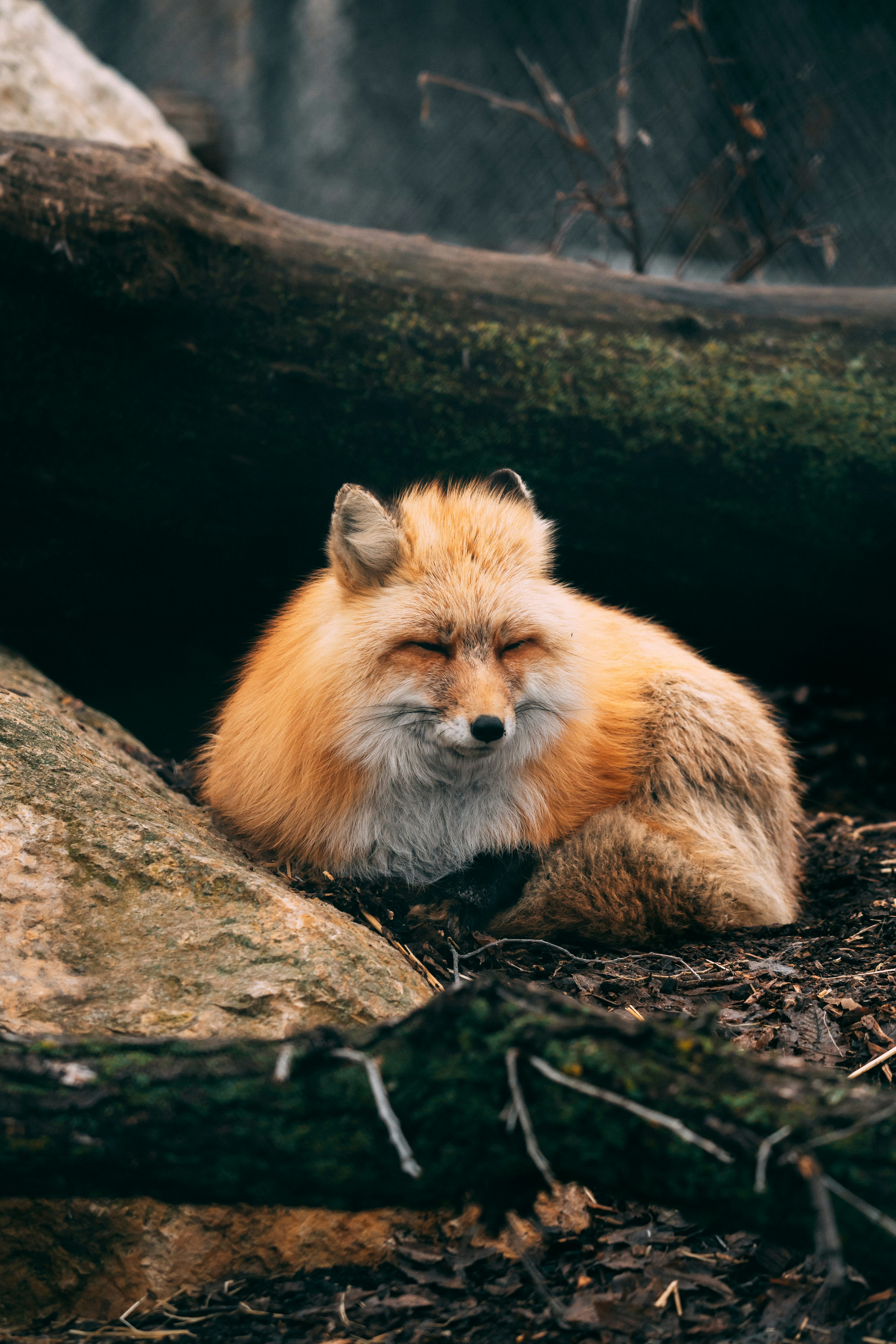 A fox lying on the ground photo – Free Nature Image on Unsplash