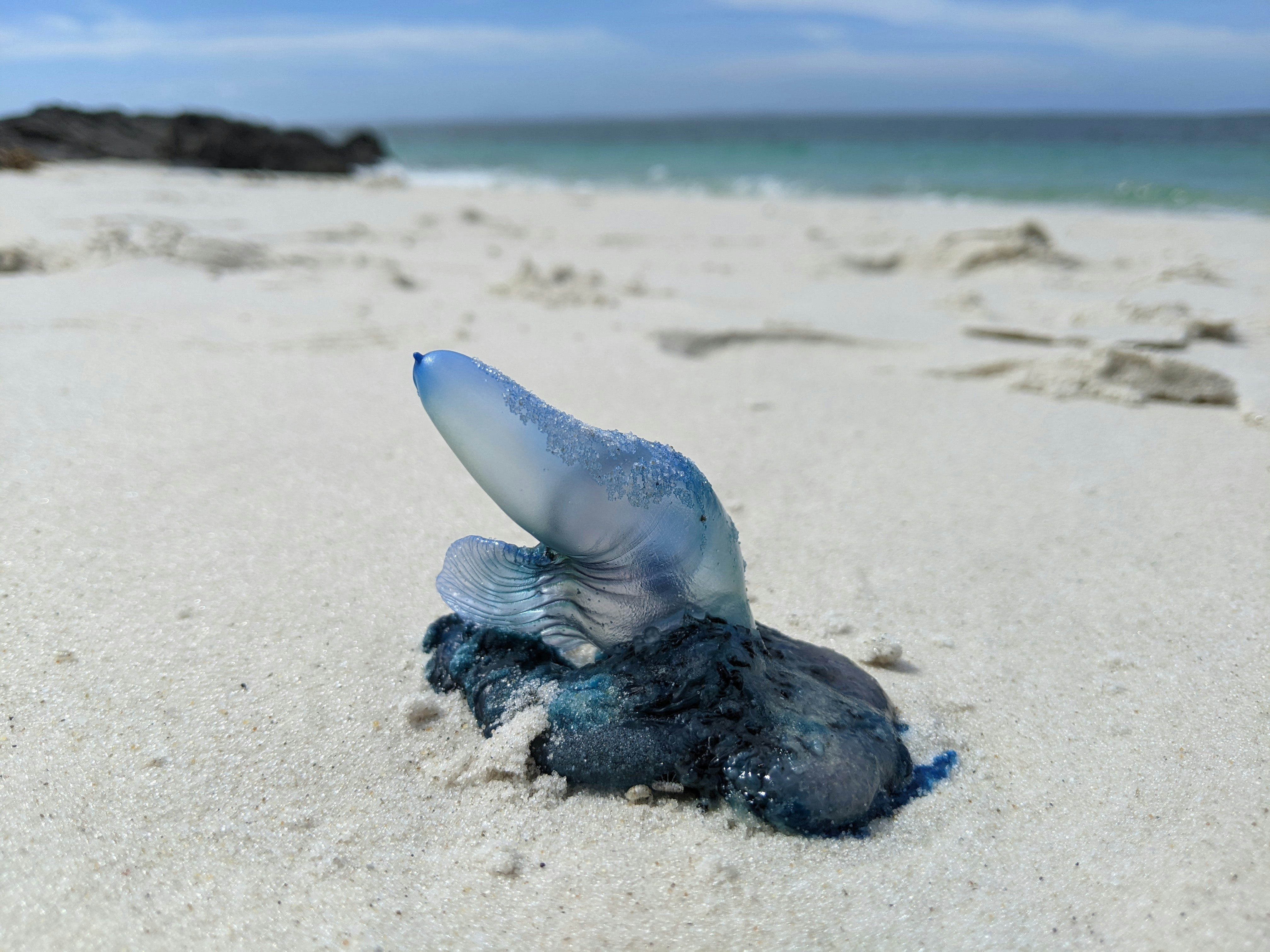 Aqua-blue Jellyfish Relic on a Sunlit Shore