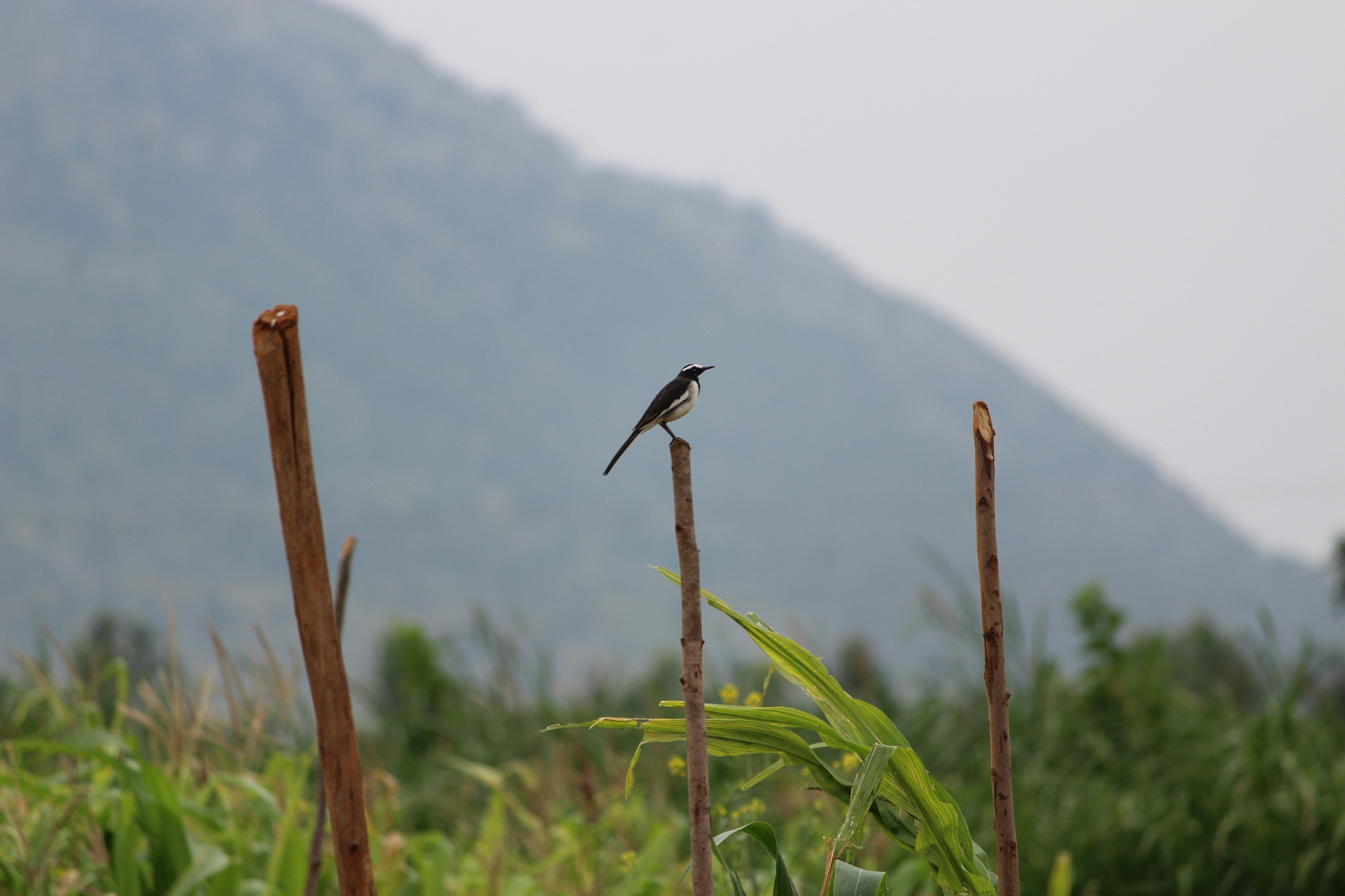 Perched Sentinel: A lone bird on a weathered stake against distant hills