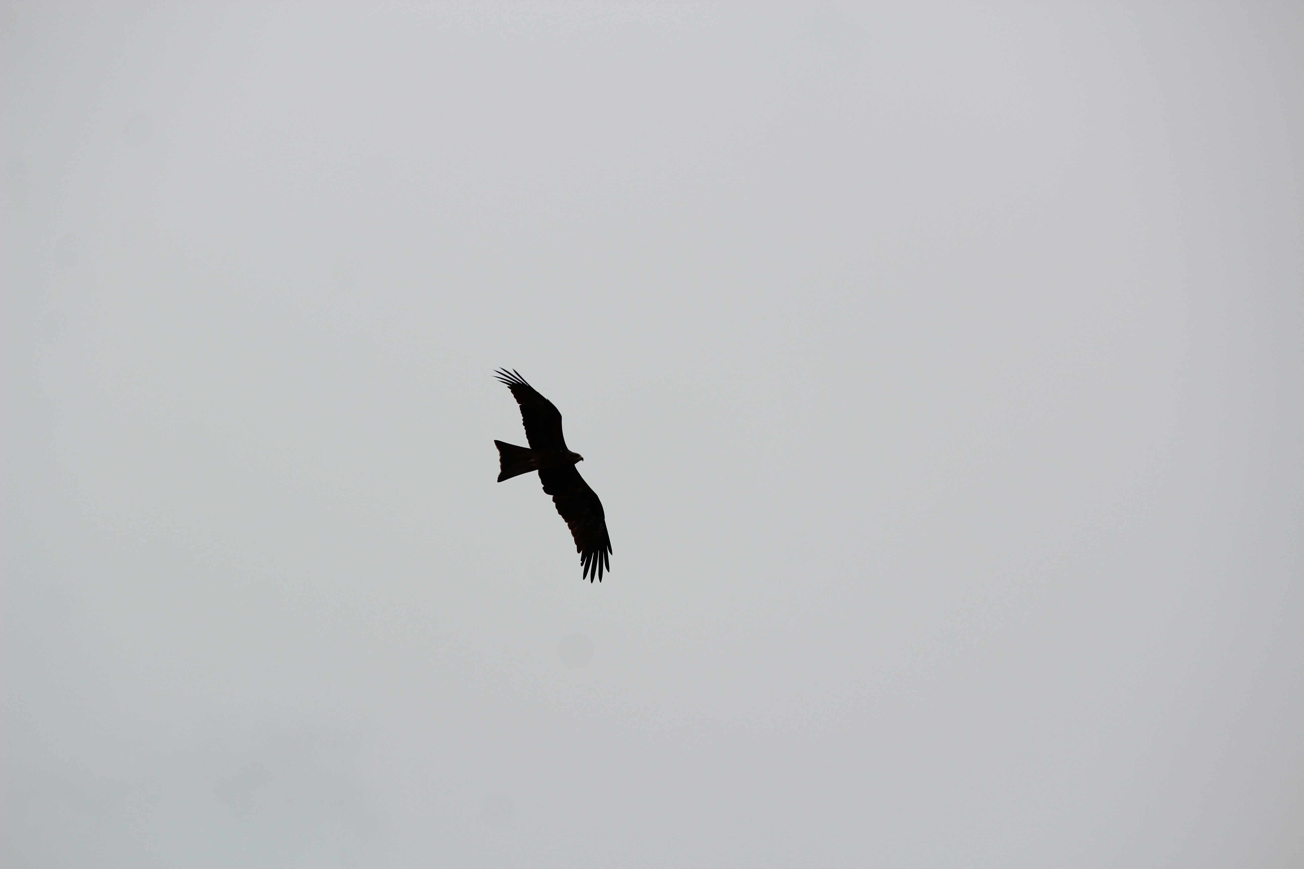 Silhouette of an eagle soaring against a cloudy sky.