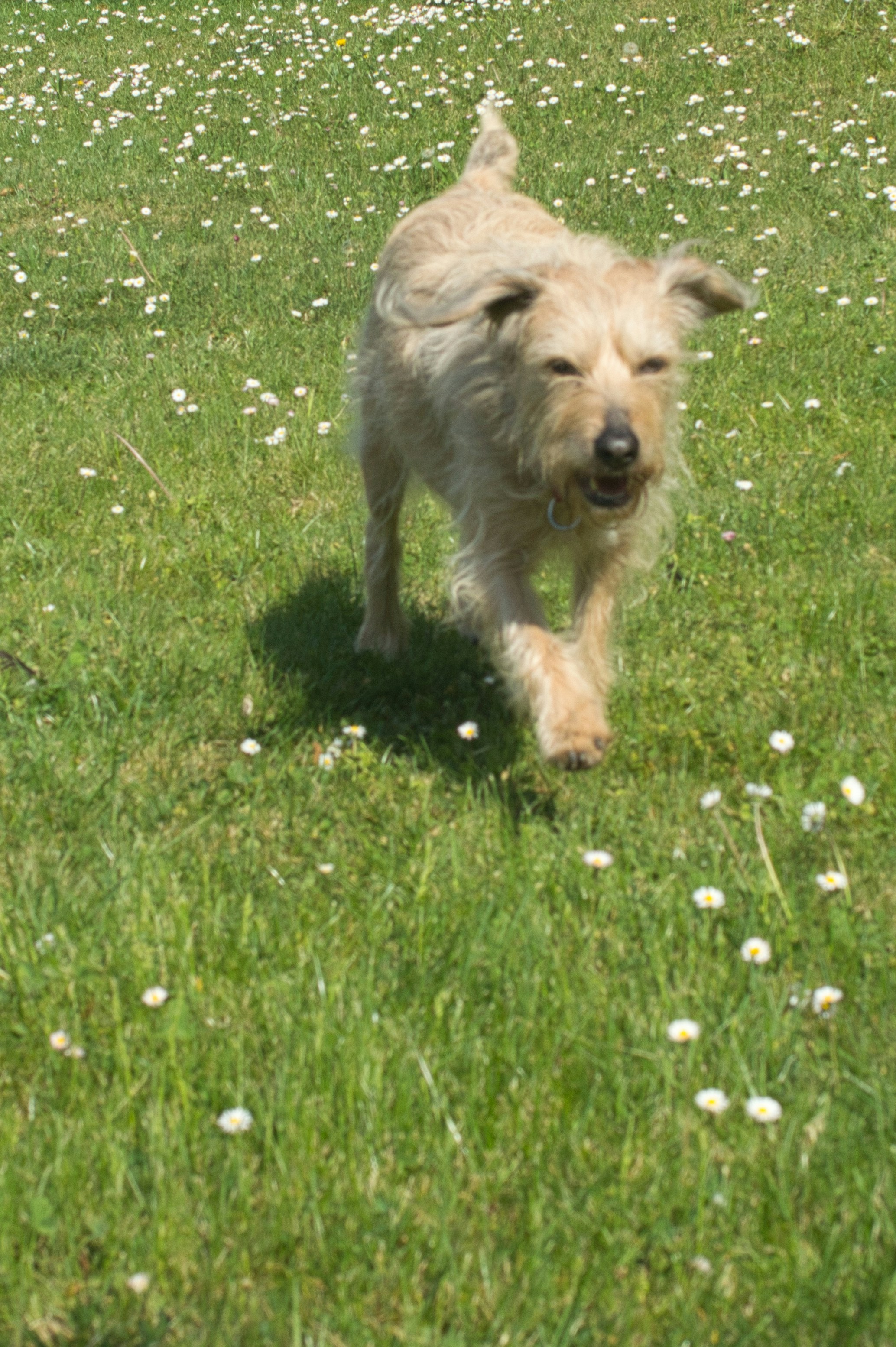 A dog running through a grassy area photo – Free Turin Image on Unsplash