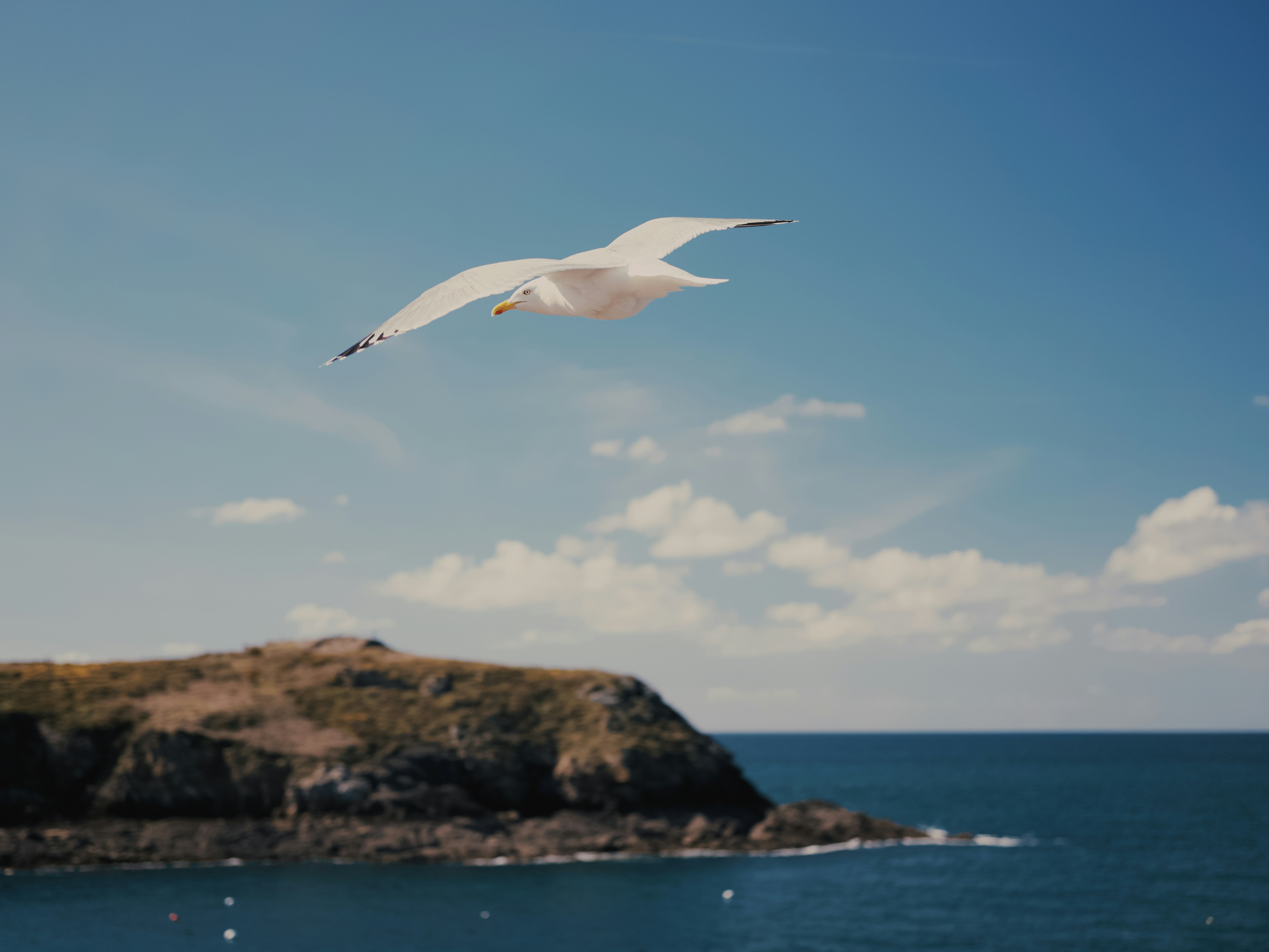 Azure Glide Above the Cliff Coast