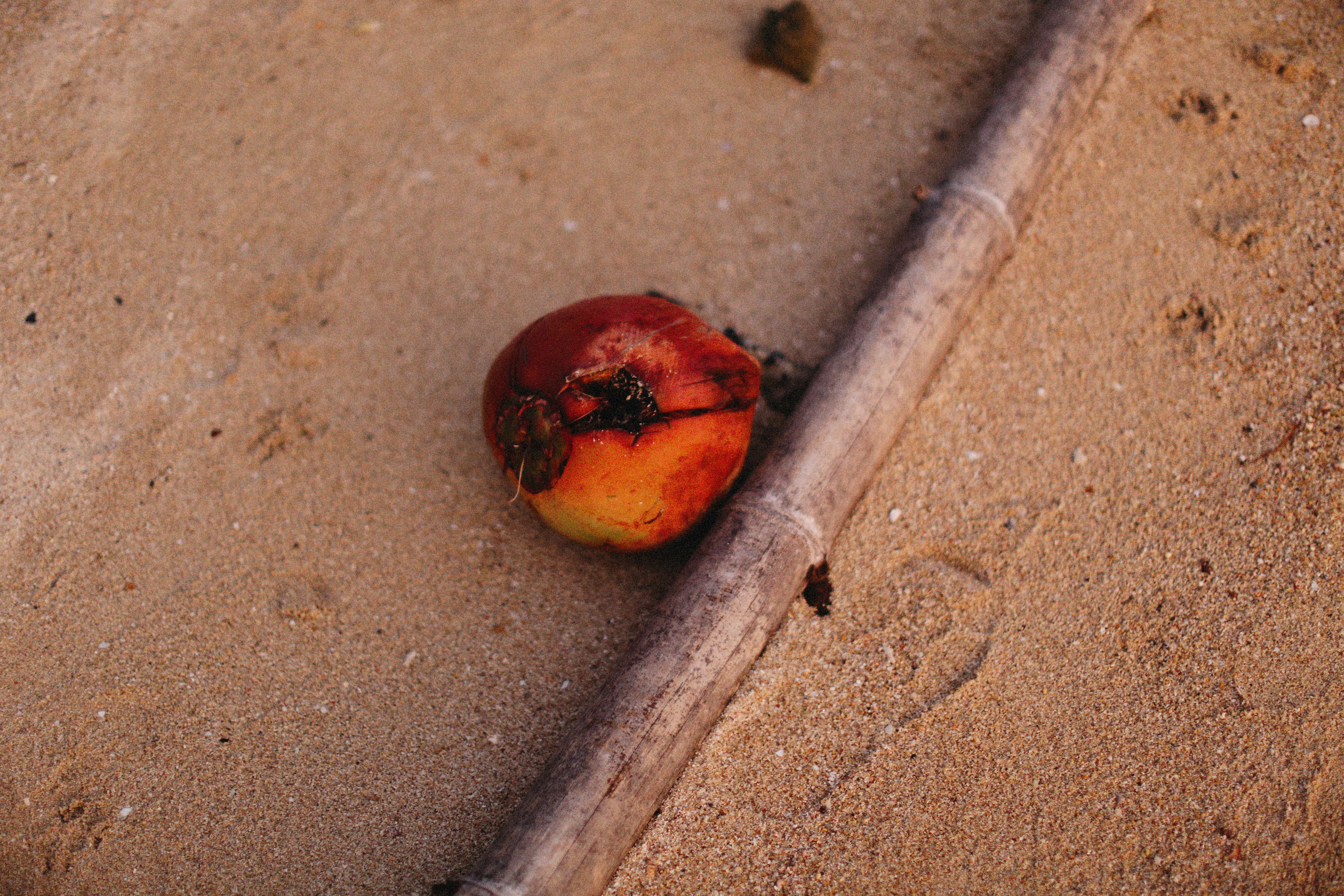 A solitary peach and driftwood on sunlit beach sand
