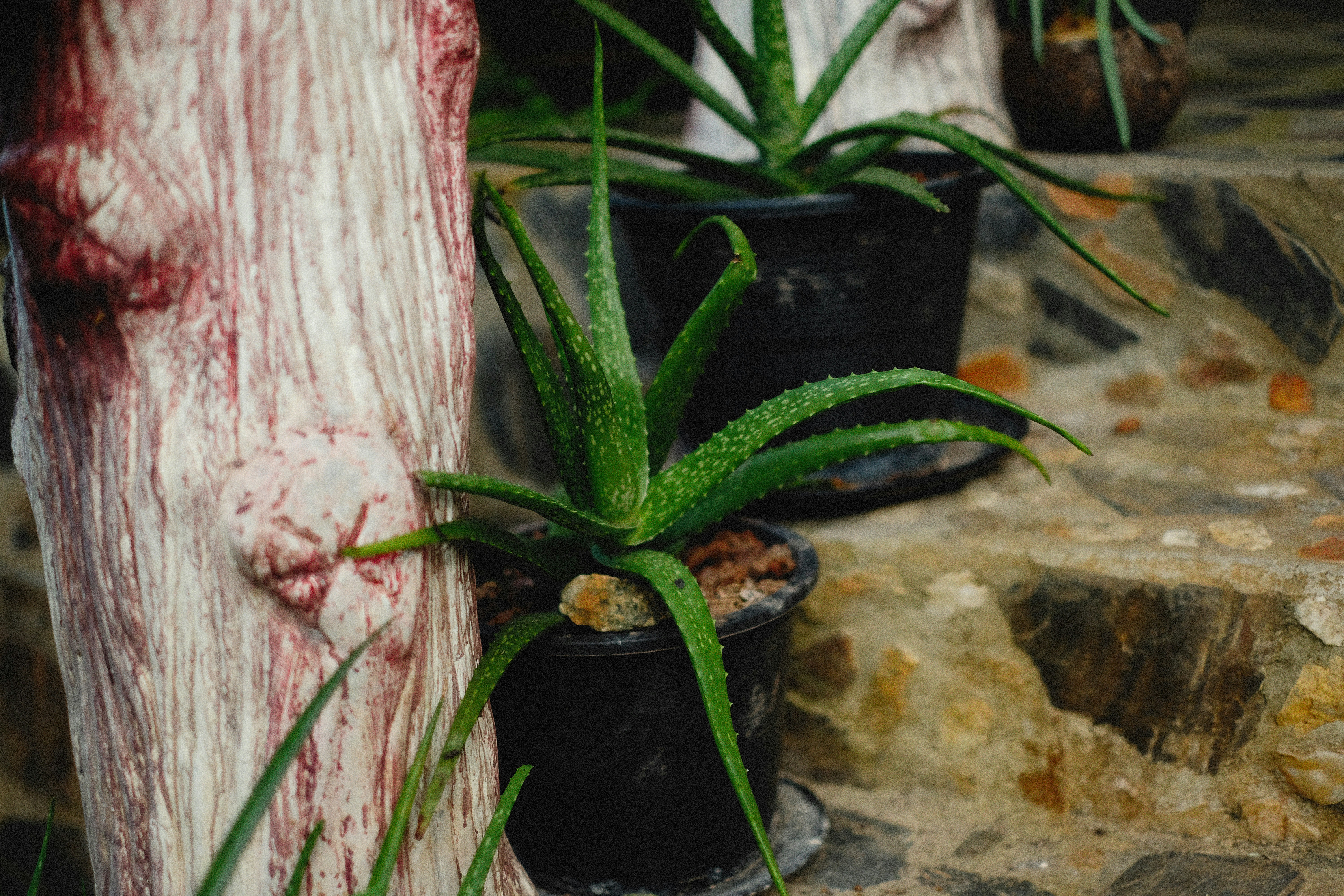 Green Aloe Fronds Amid Rustic Stone and Weathered Wood