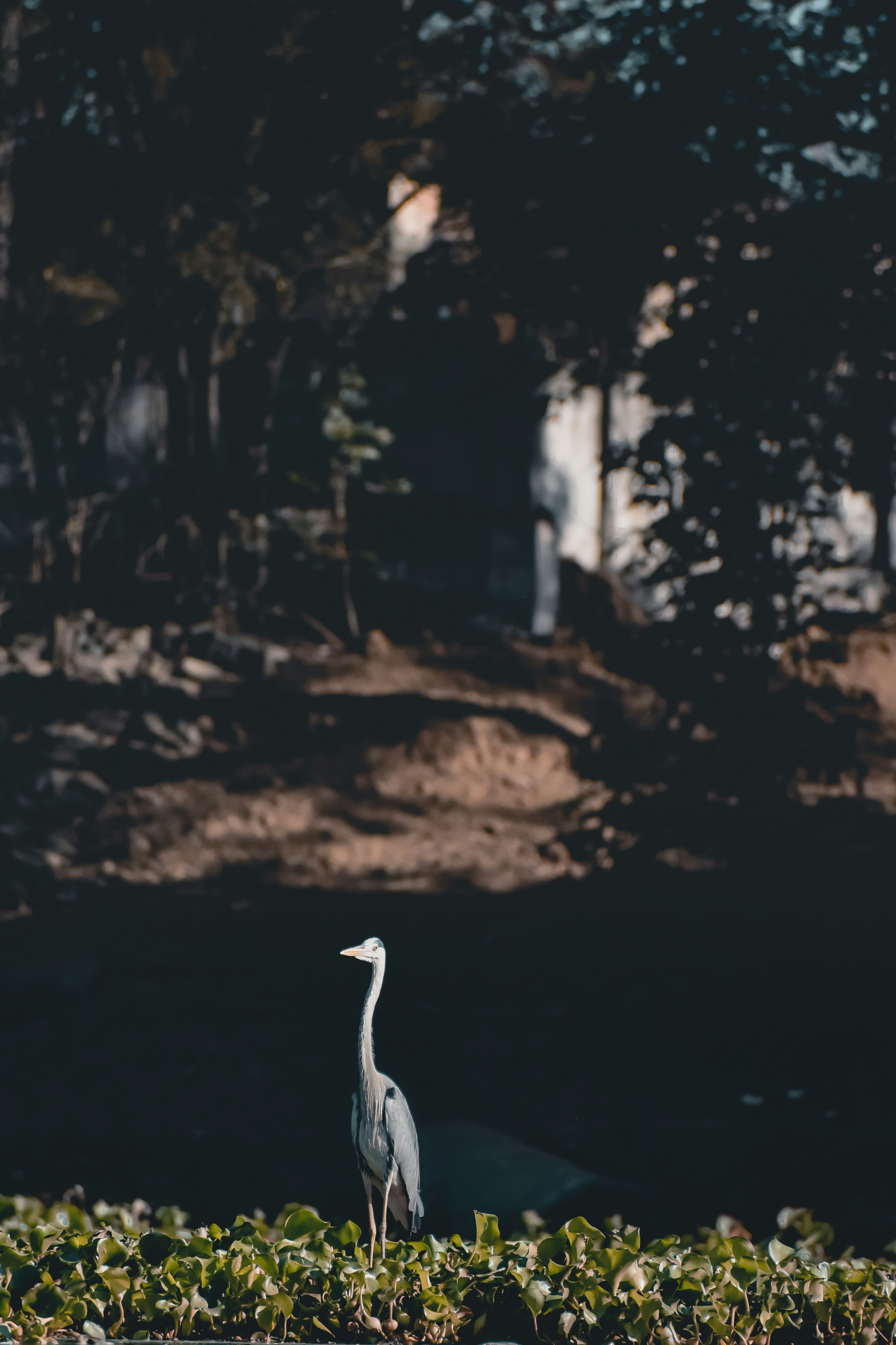 A great blue heron stands poised among lush greenery at the water's edge, surrounded by a tranquil backdrop of muted colors.