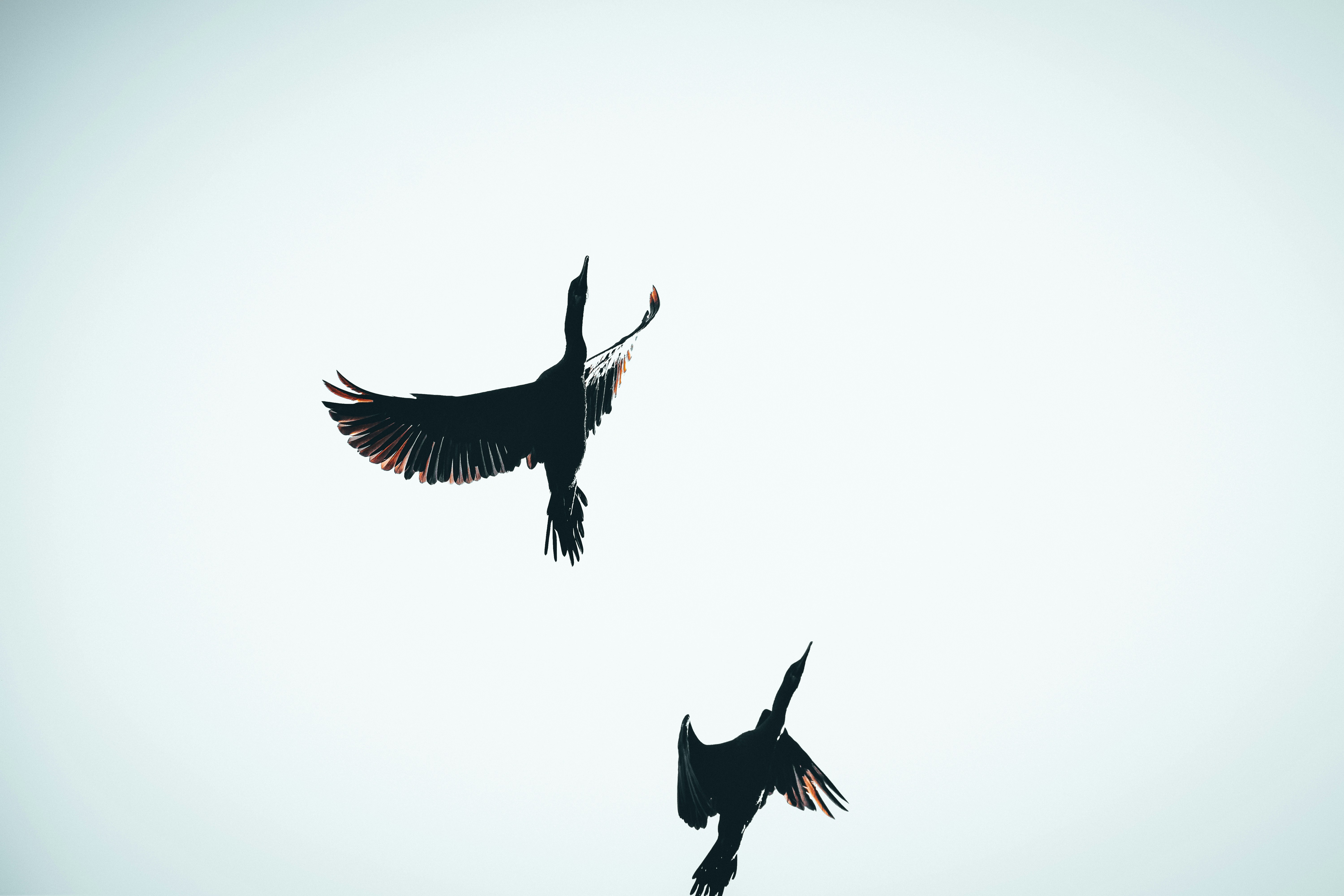 a pair of birds flying