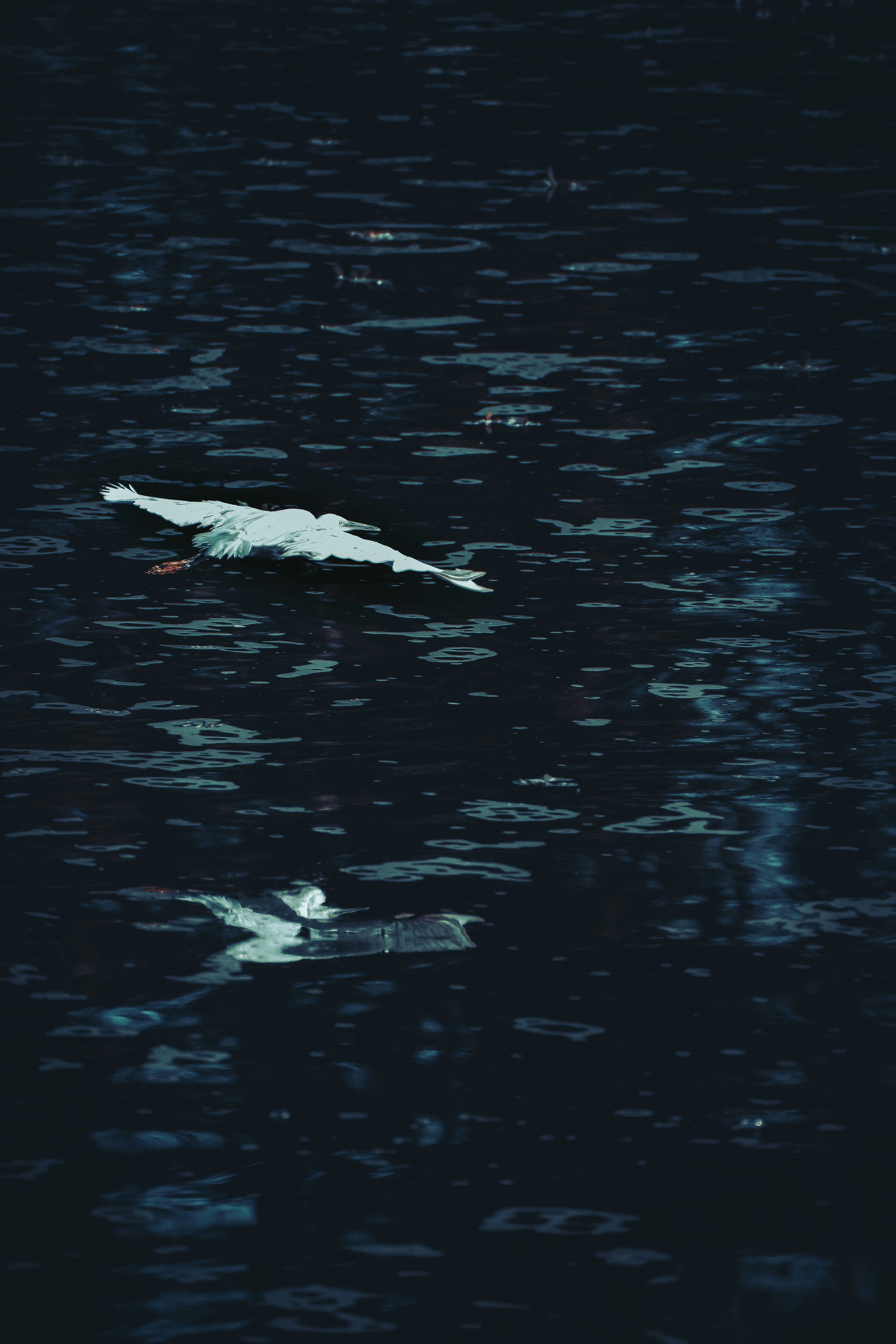 Winged White Silhouette Across Night-Blue Ripples