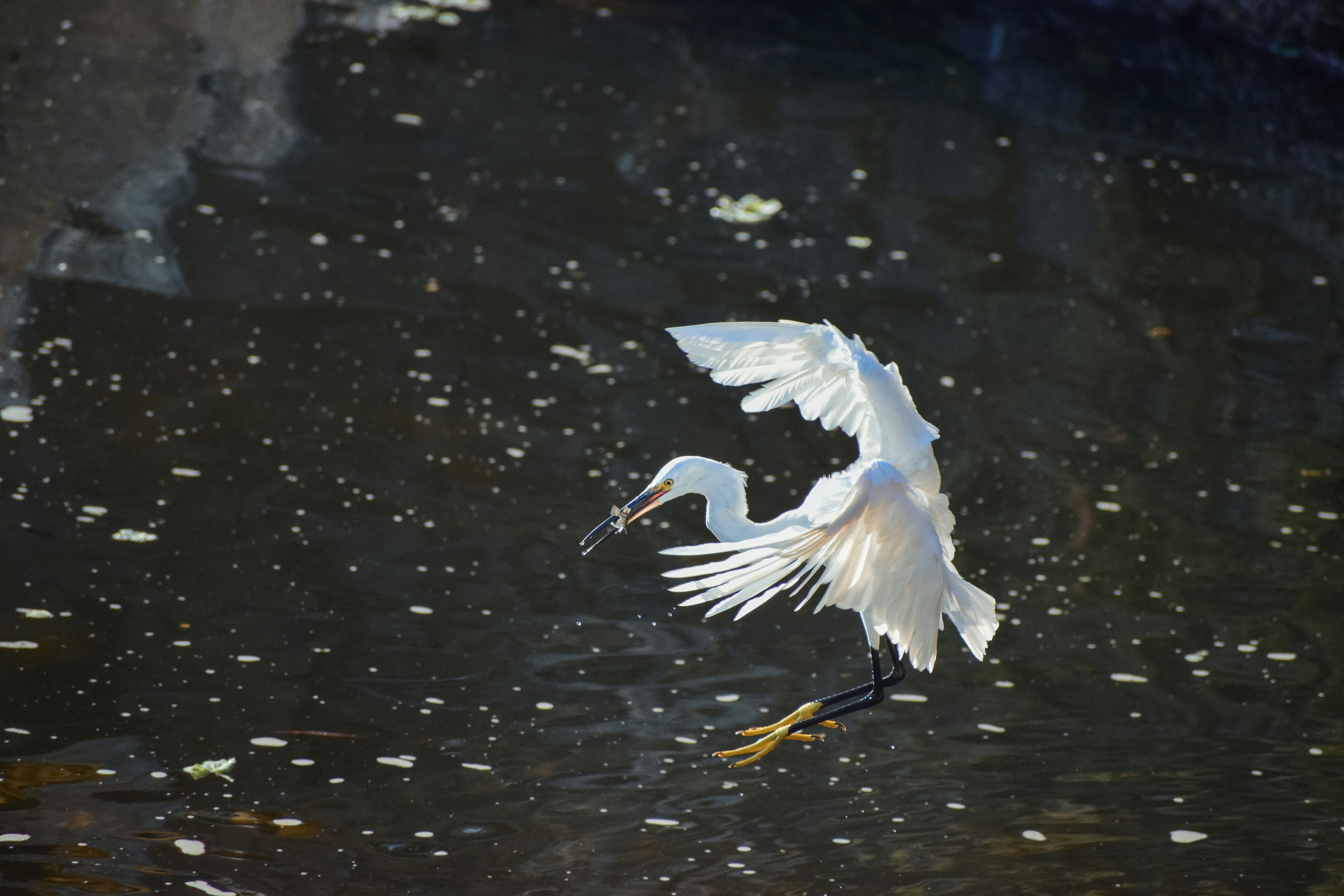 a bird flying over water