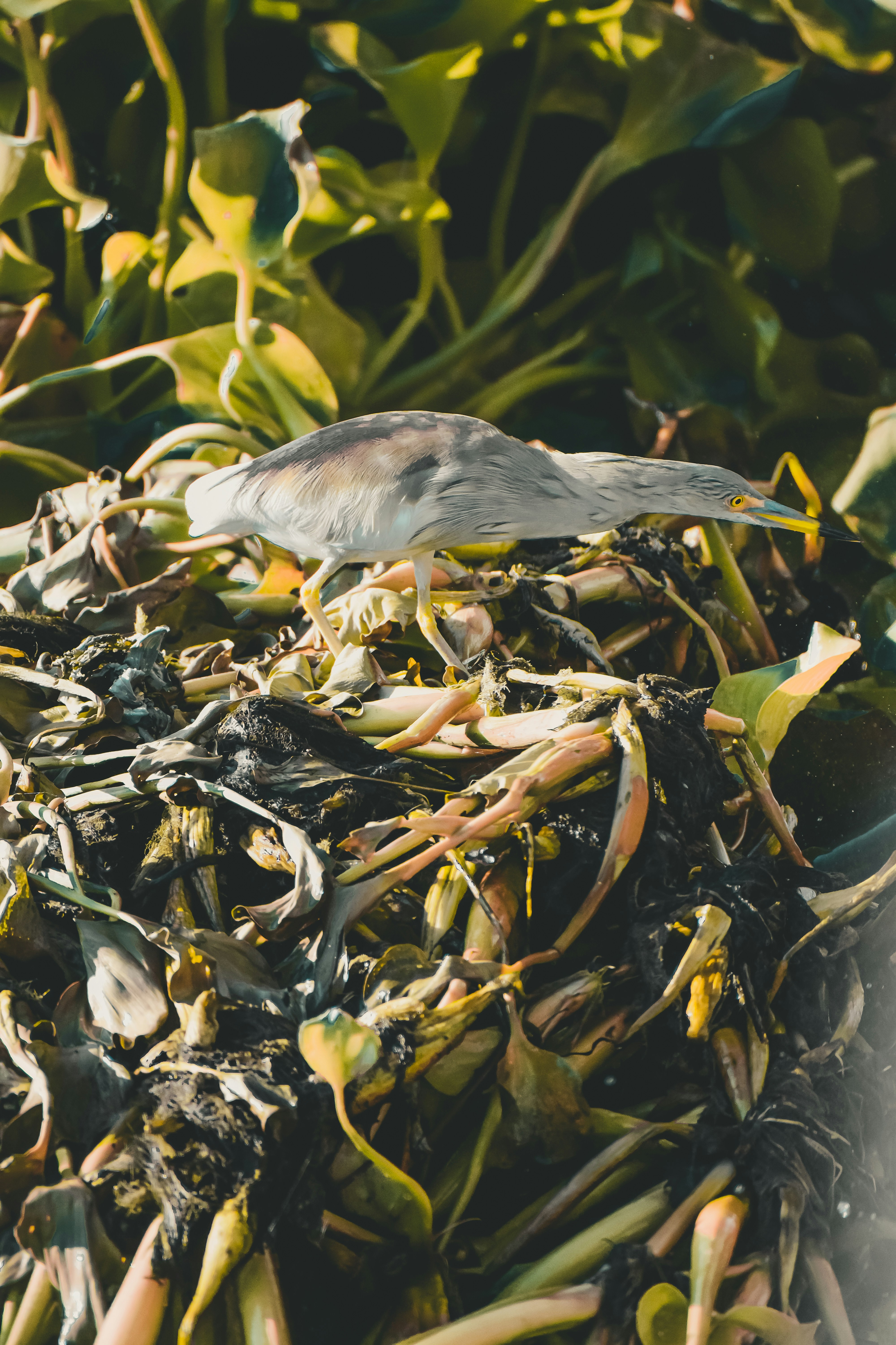 A bird standing on a pile of branches photo – Free Bird Image on Unsplash