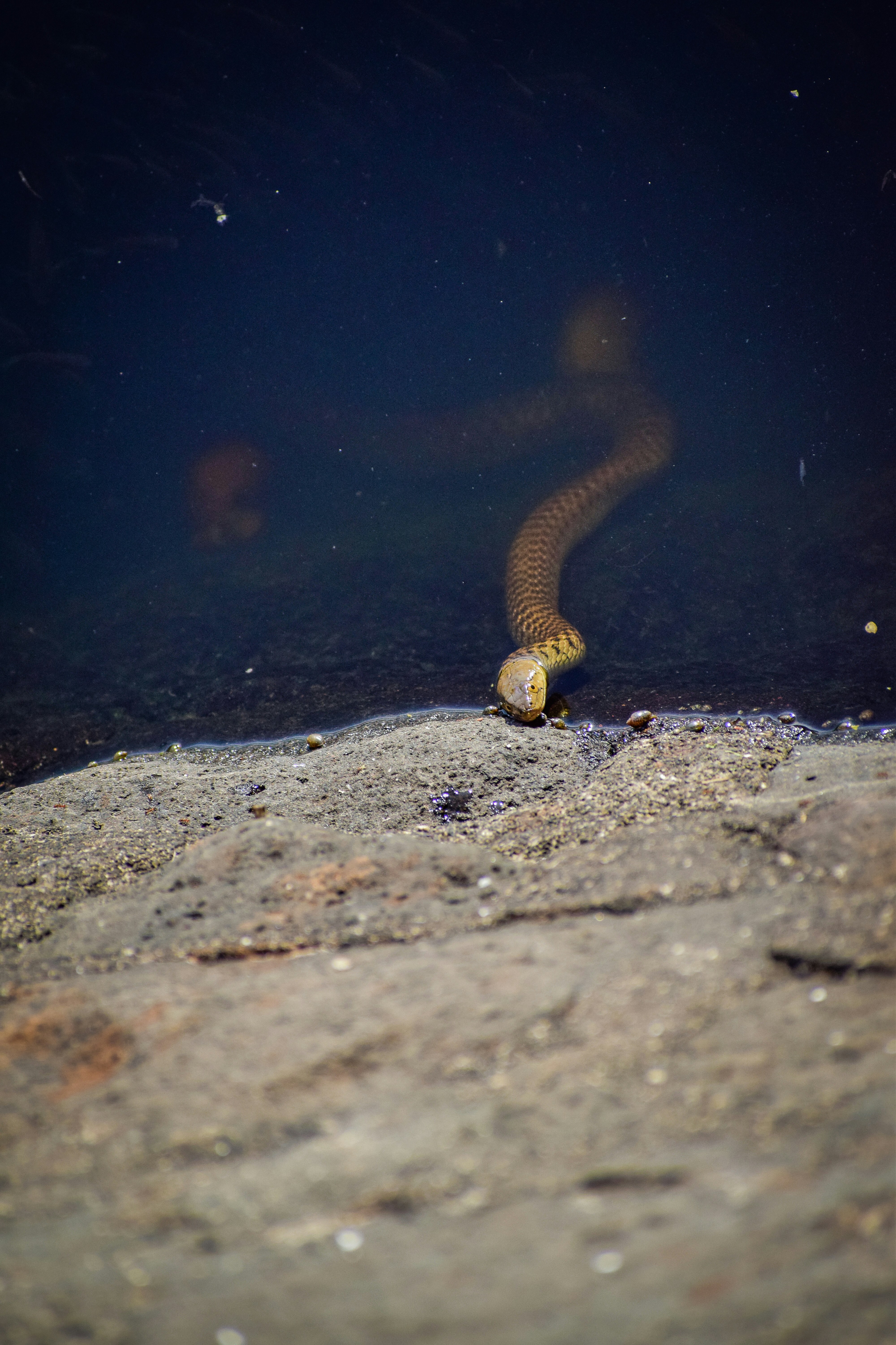 A snake glides through the water, its body partially submerged and creating ripples against the rocky shore. The dark water contrasts with the snake's vibrant colors.