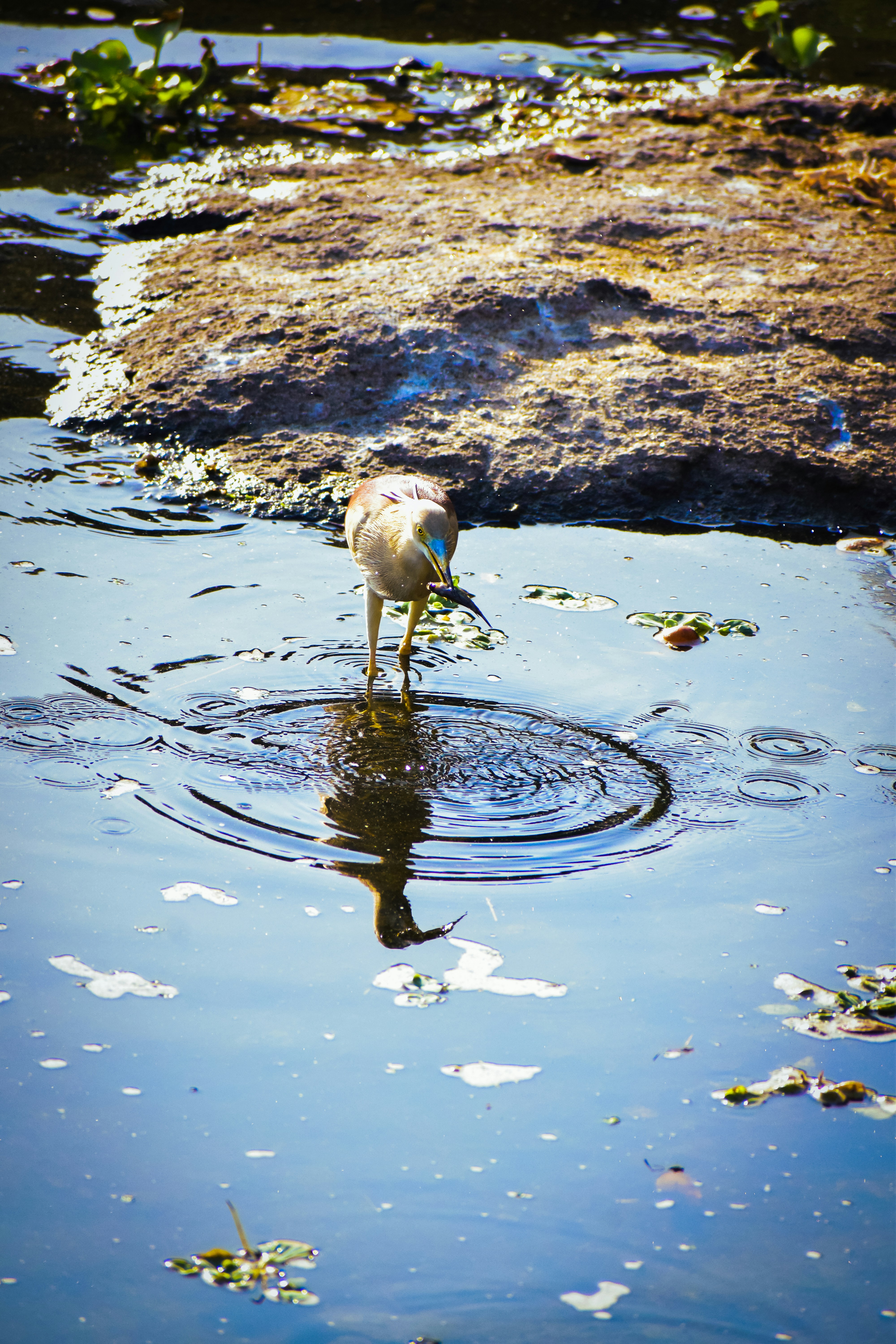 Heron in a Quiet Pond: Ripples and Reflection