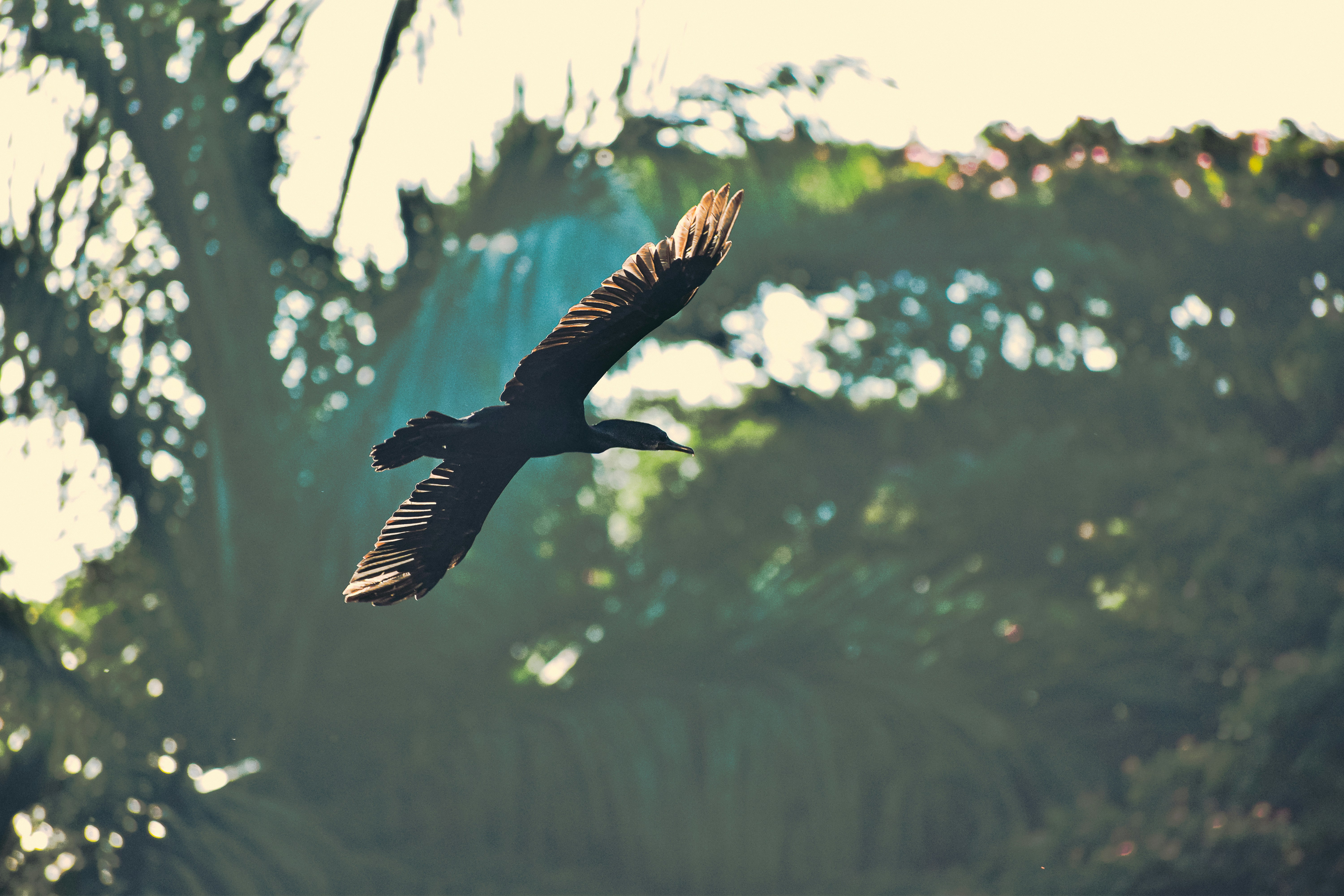 Soaring Against a Brushed-Leaf Backdrop