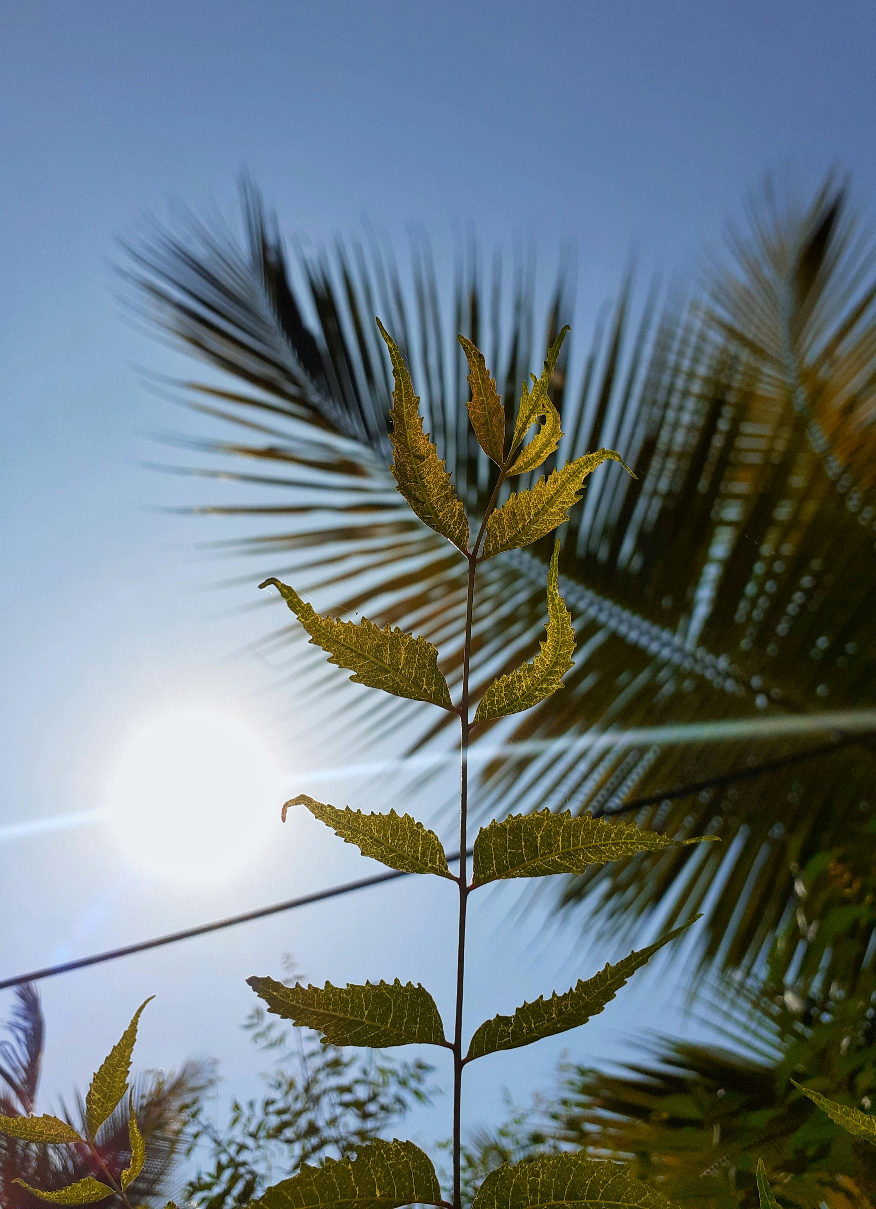Sun-Kissed Sprout Framed by Tropical Foliage
