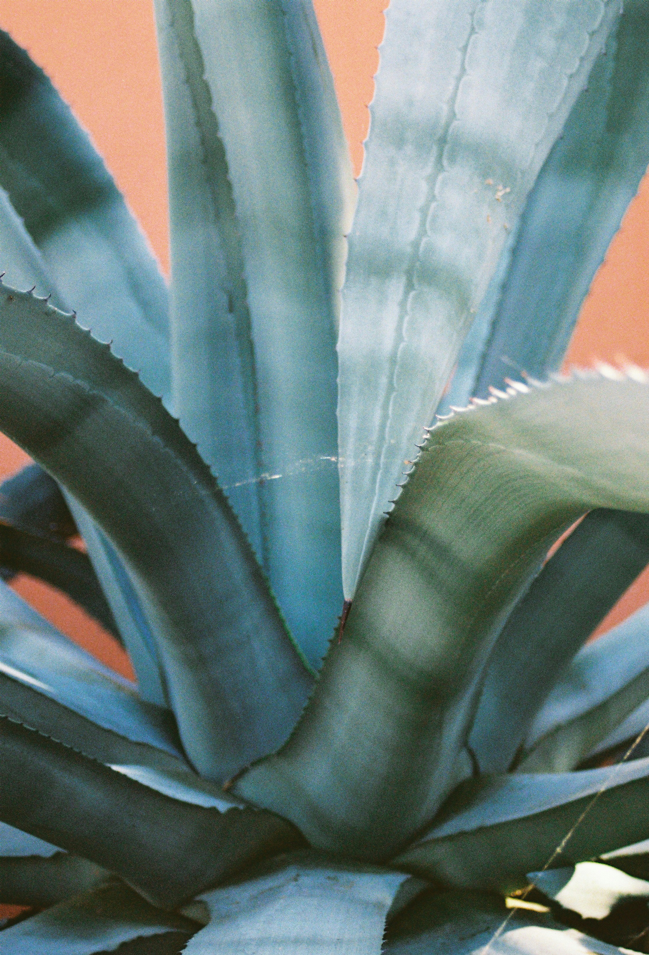 Fiber from Fire: The Ecology of Agave Textiles