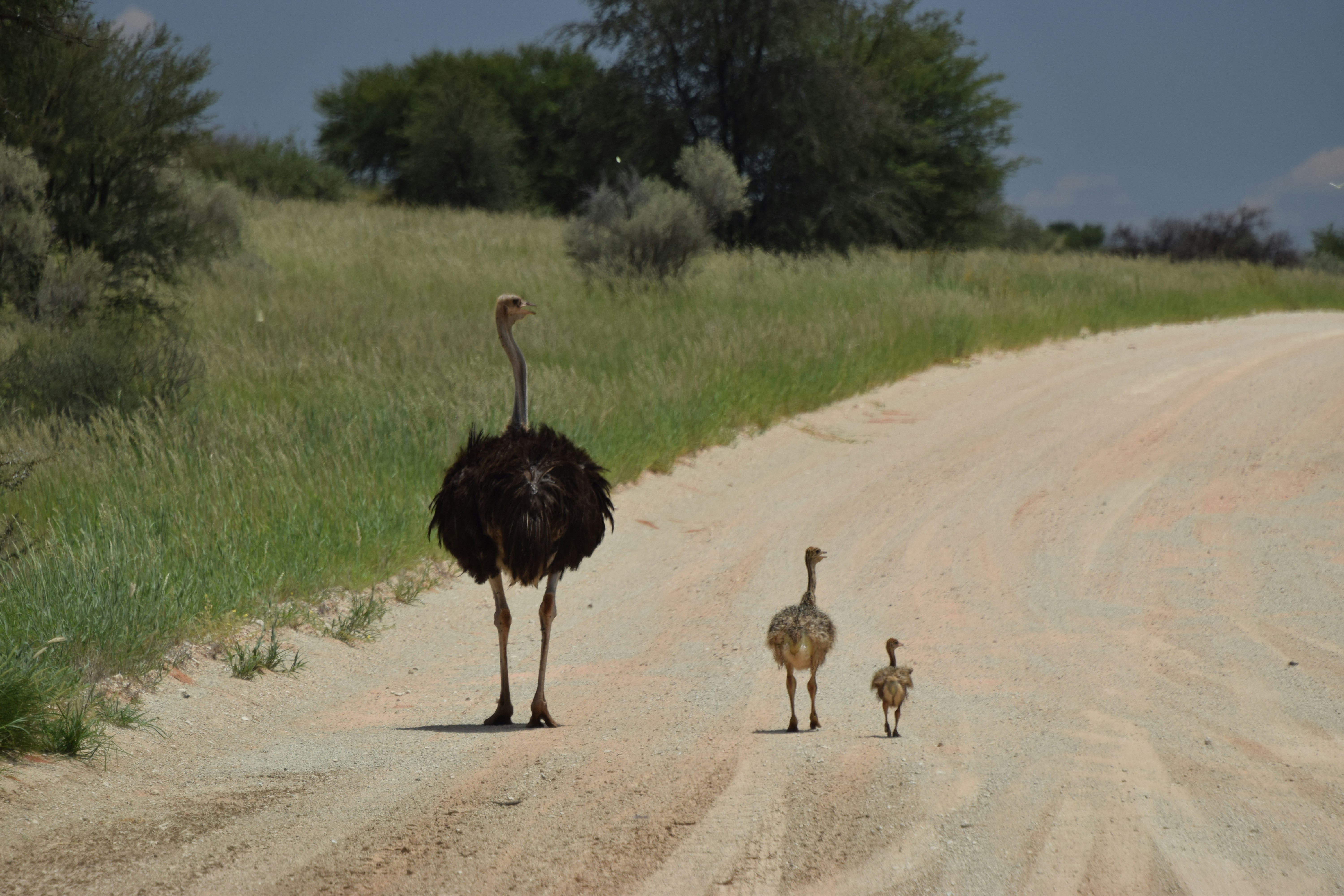 Adult ostrich and two chicks walking on a sandy road bordered by grassy fields under a clear blue sky.