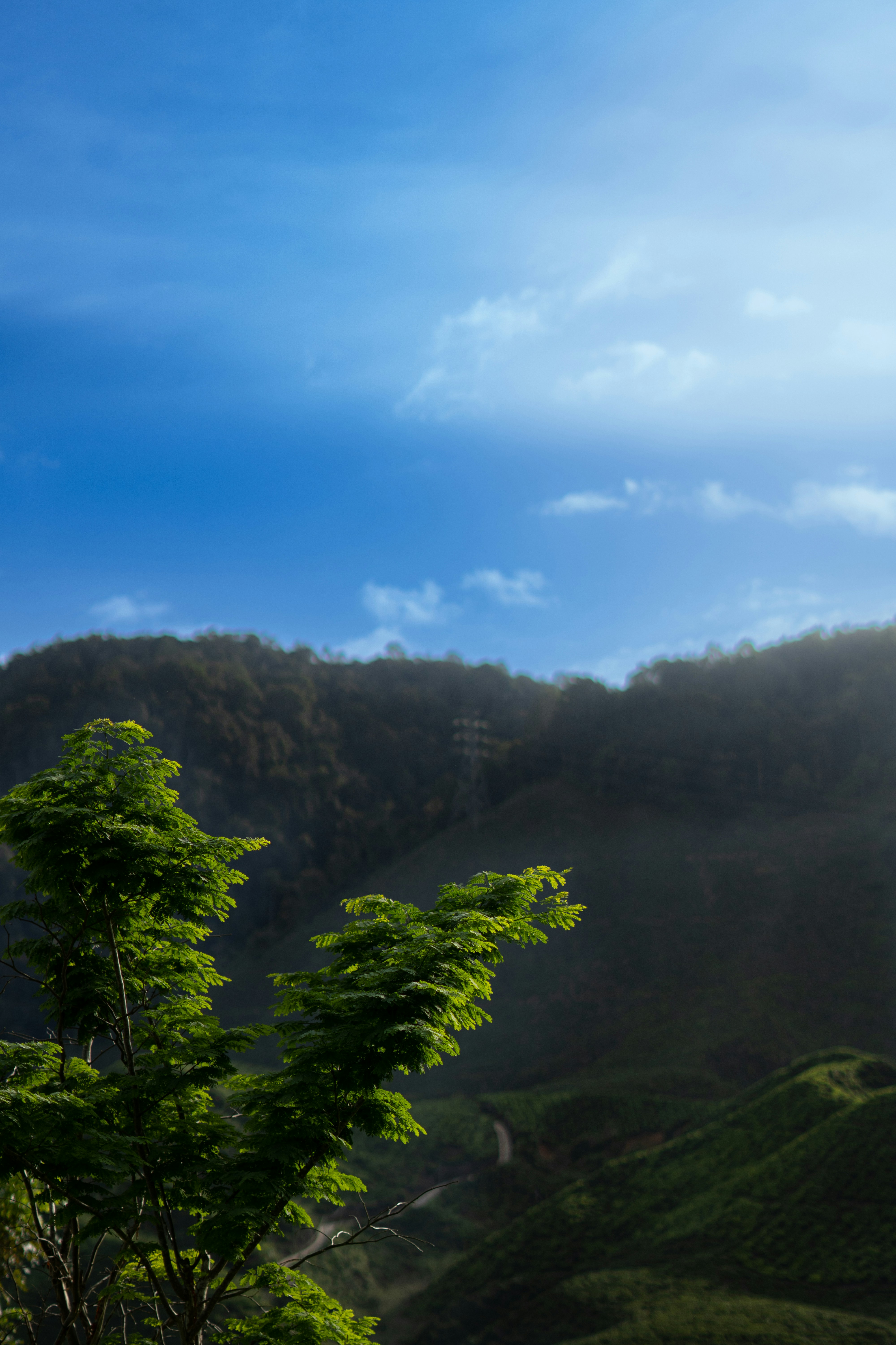 Lush green foliage frames a serene landscape of rolling hills under a bright blue sky. The scene evokes tranquility and the beauty of the natural world.
