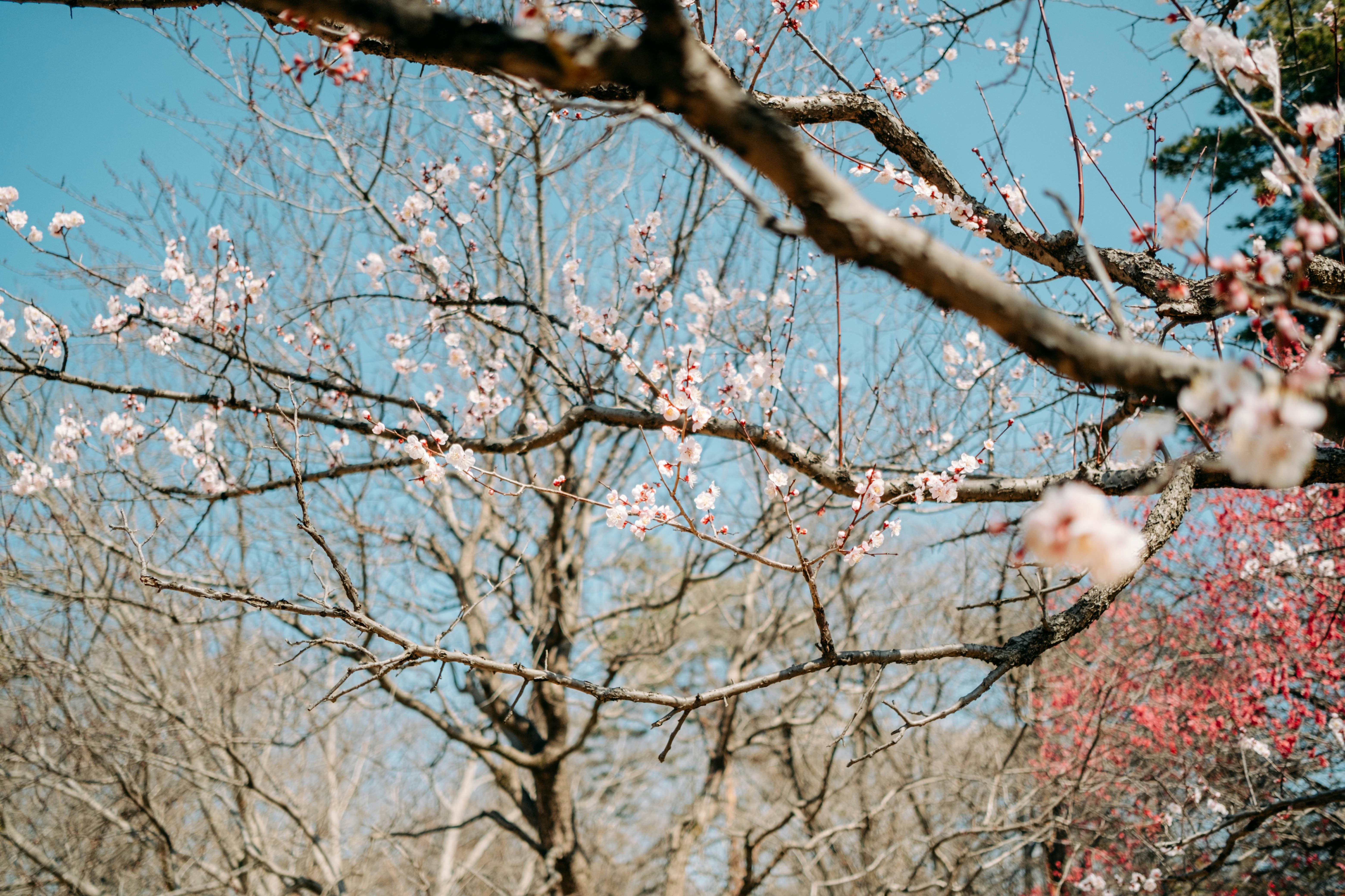 Delicate cherry blossoms bloom against a clear blue sky, interwoven with bare branches, signaling the arrival of spring.