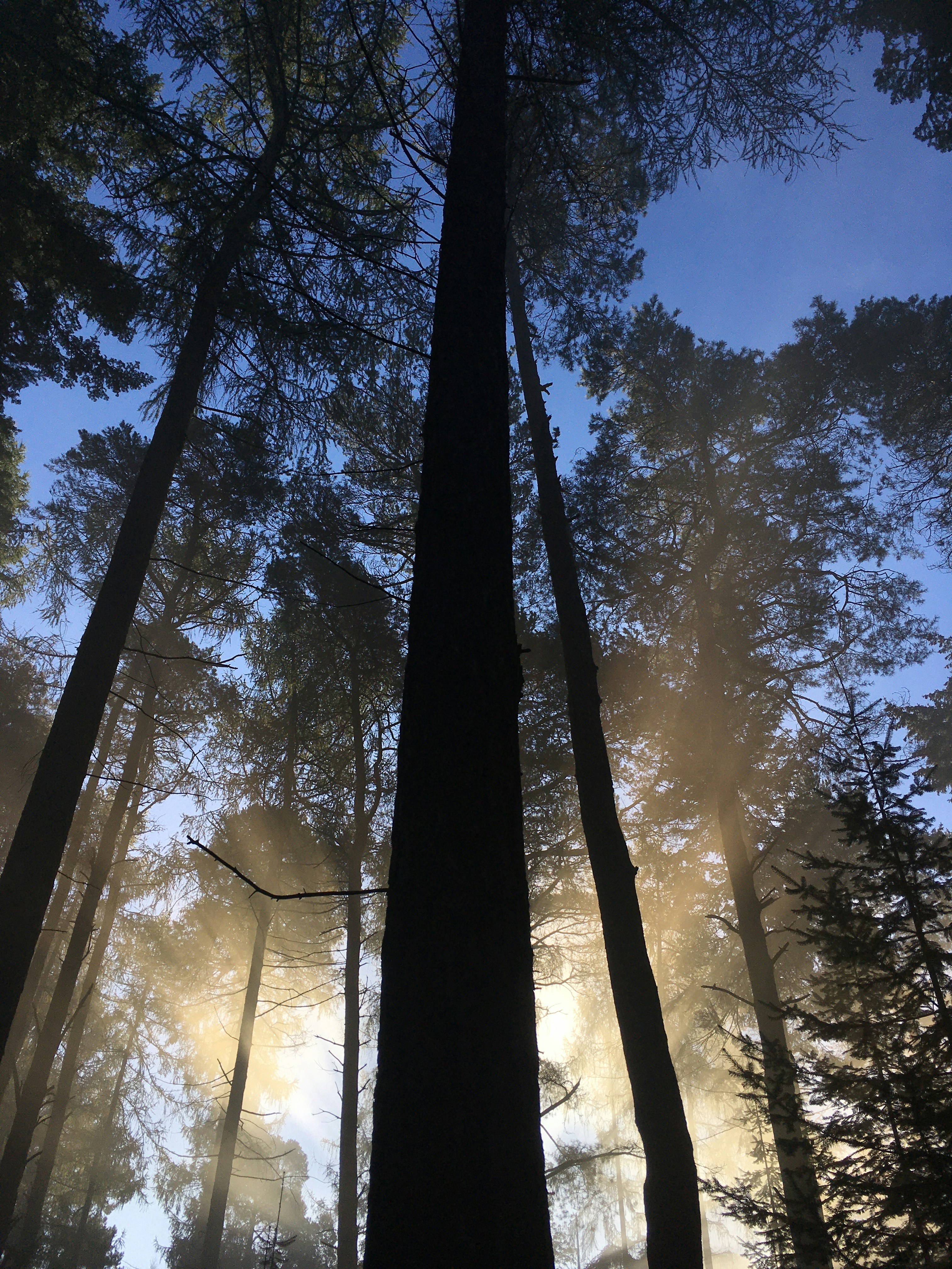 Tall trees silhouetted against a misty backdrop, with soft light filtering through the foliage. The scene captures a tranquil moment in nature.