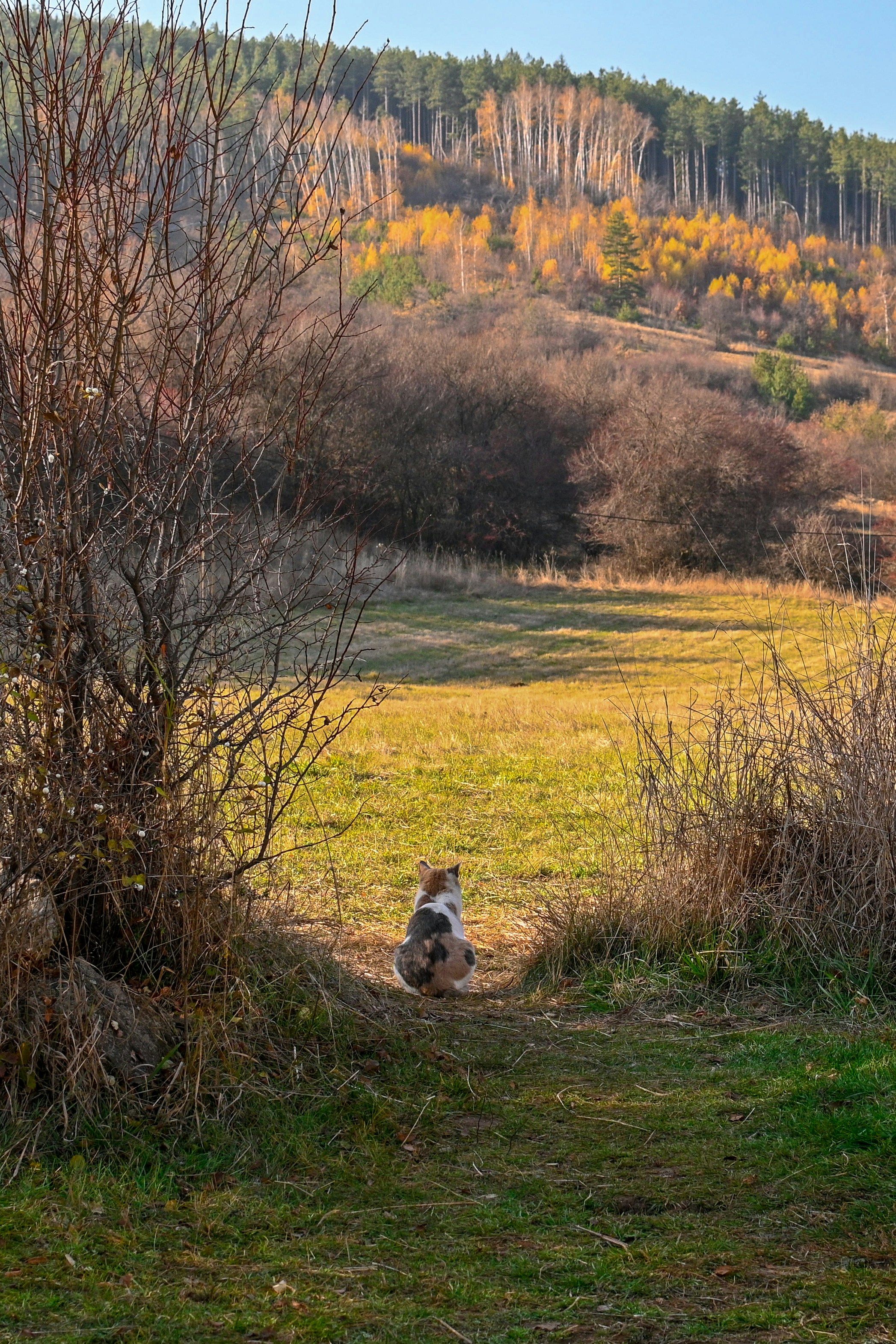 A calico cat sits at the edge of a grassy field, gazing toward a hillside adorned with autumn foliage. The scene captures a moment of tranquility in nature.