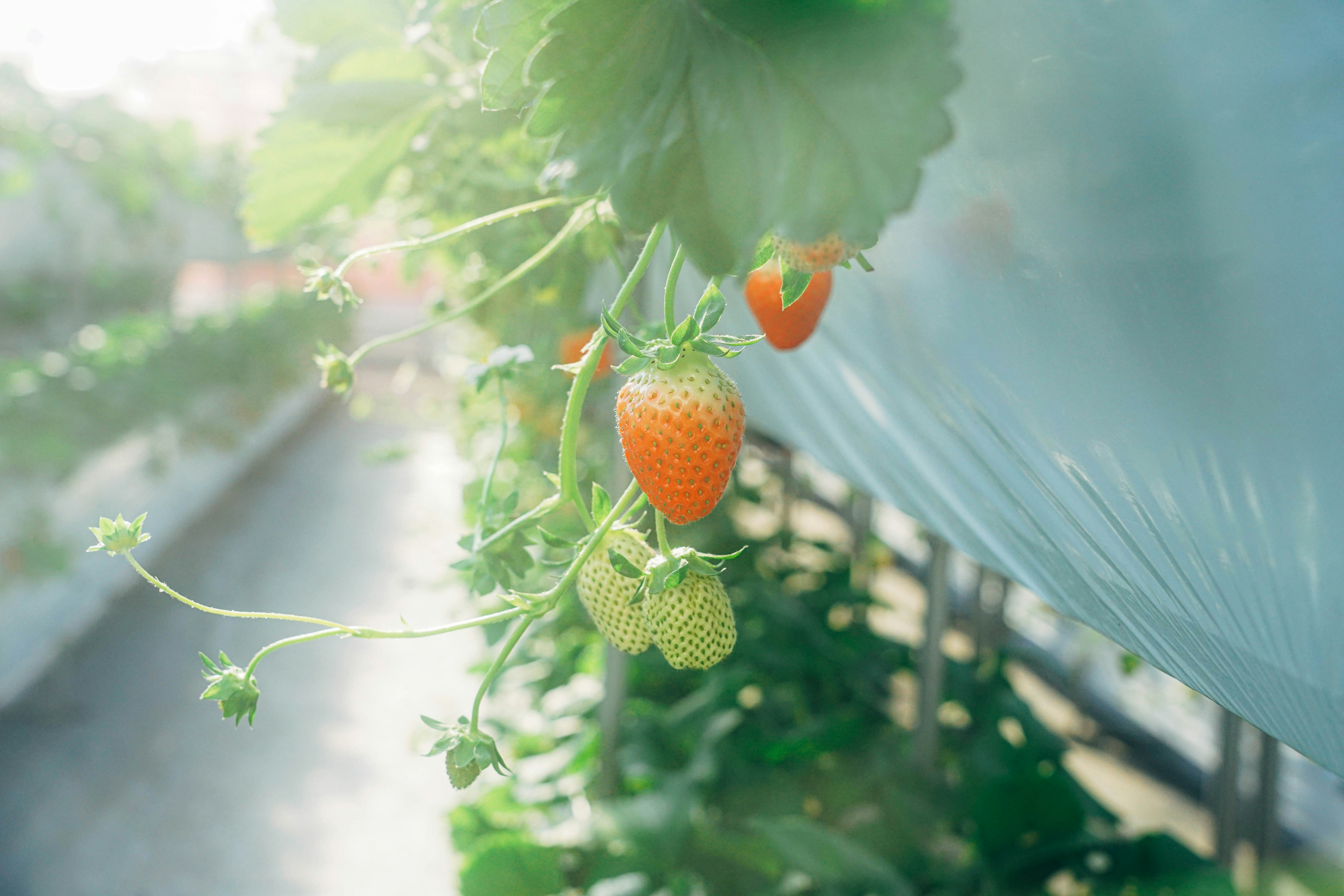 A close up of a fruit photo – Free Japan Image on Unsplash