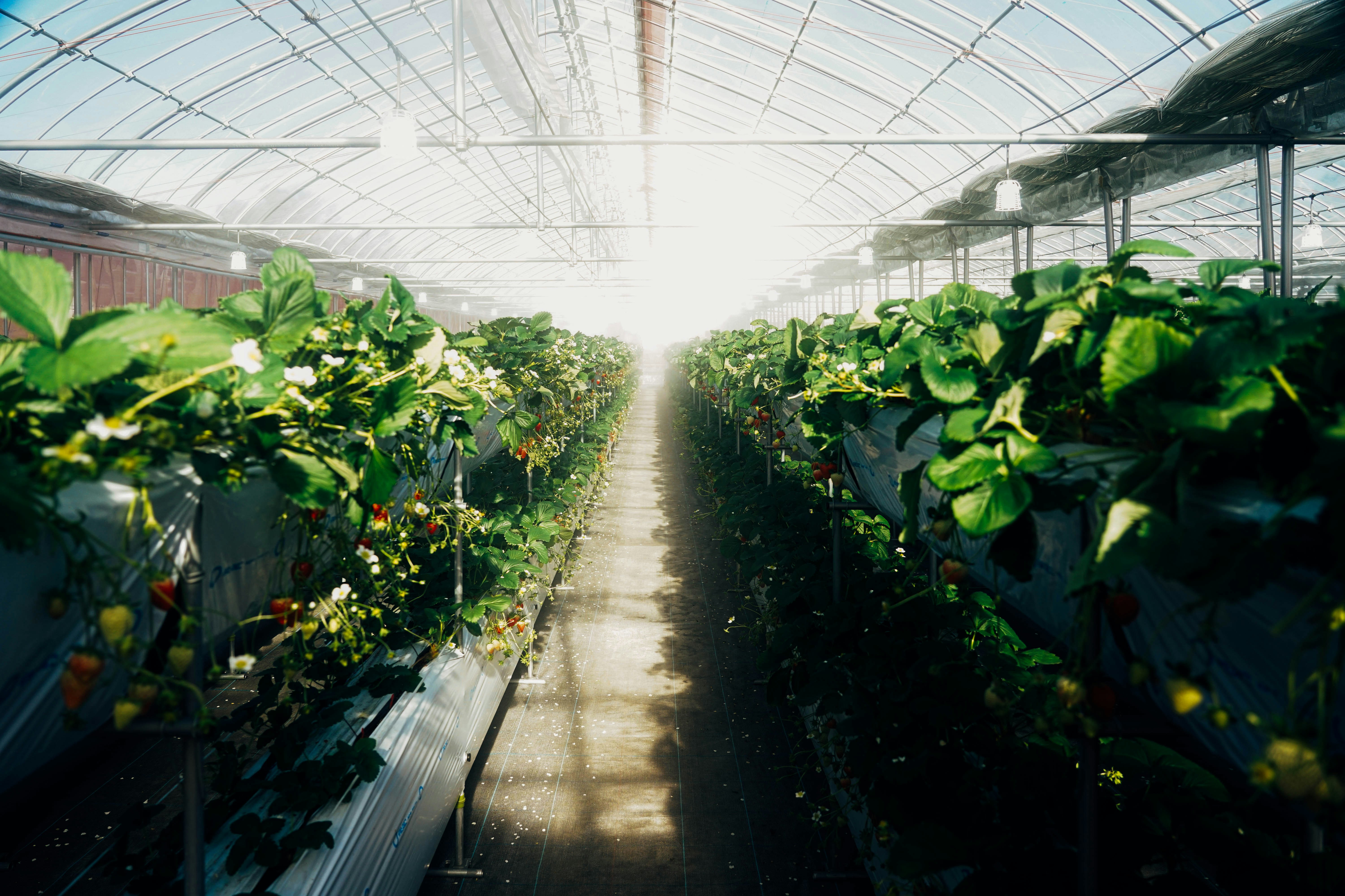 Sunlit Aisle in a Glasshouse: Strawberry Rows