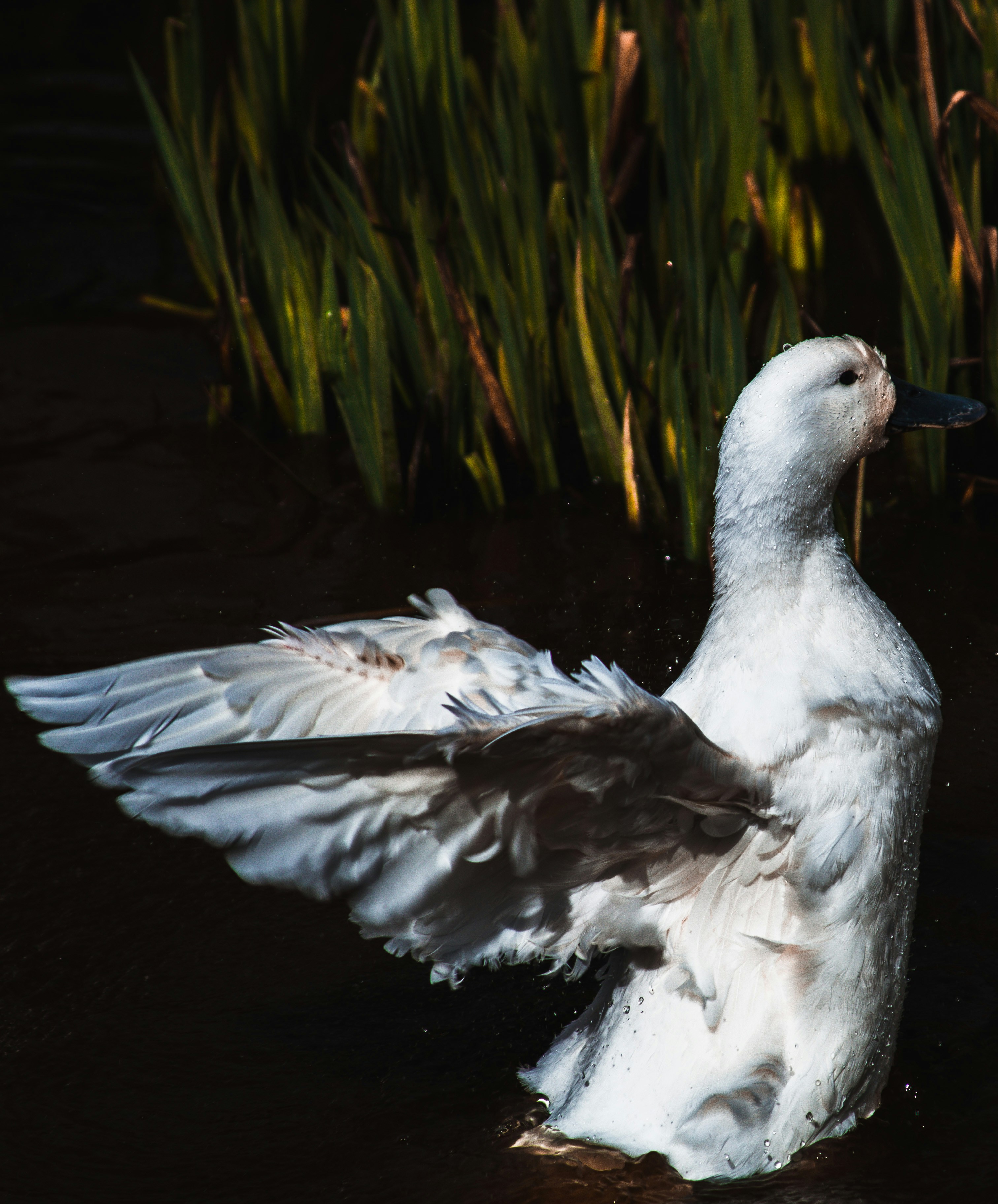 White Duck in a Splash of Night by Reeds