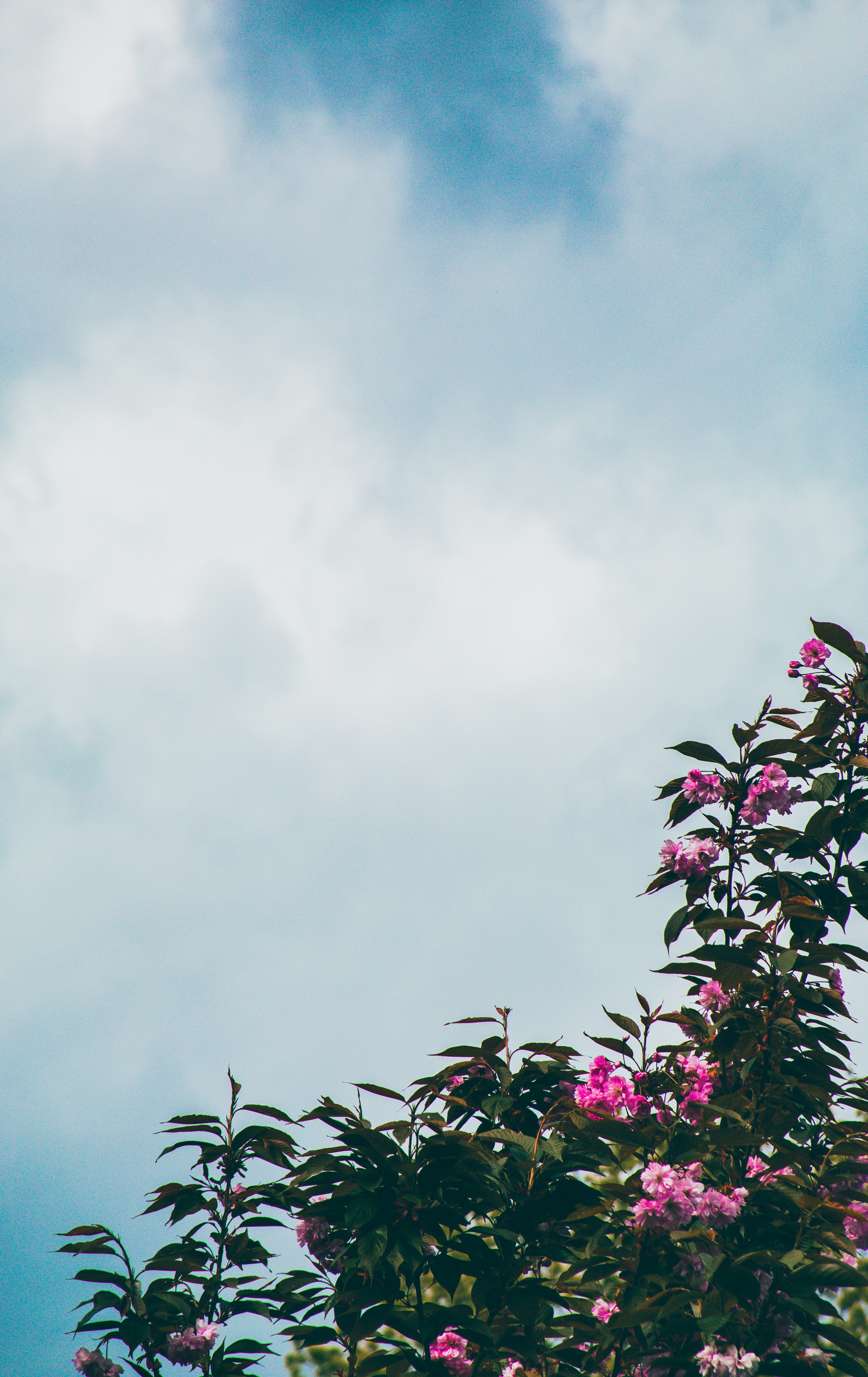 a group of flowers