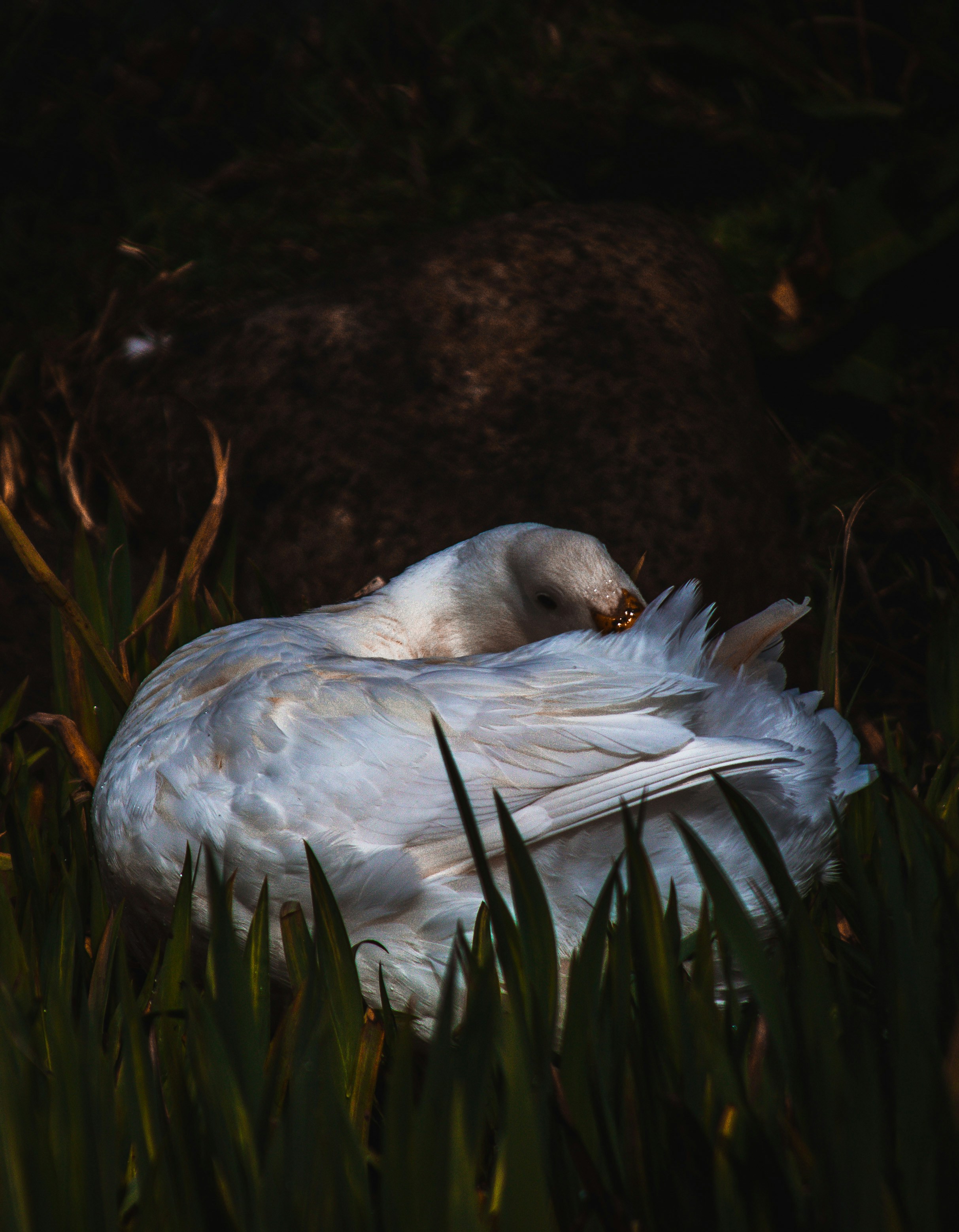 Moonlit Swirl: A Sleeping White Swan in a Meadow of Shadow