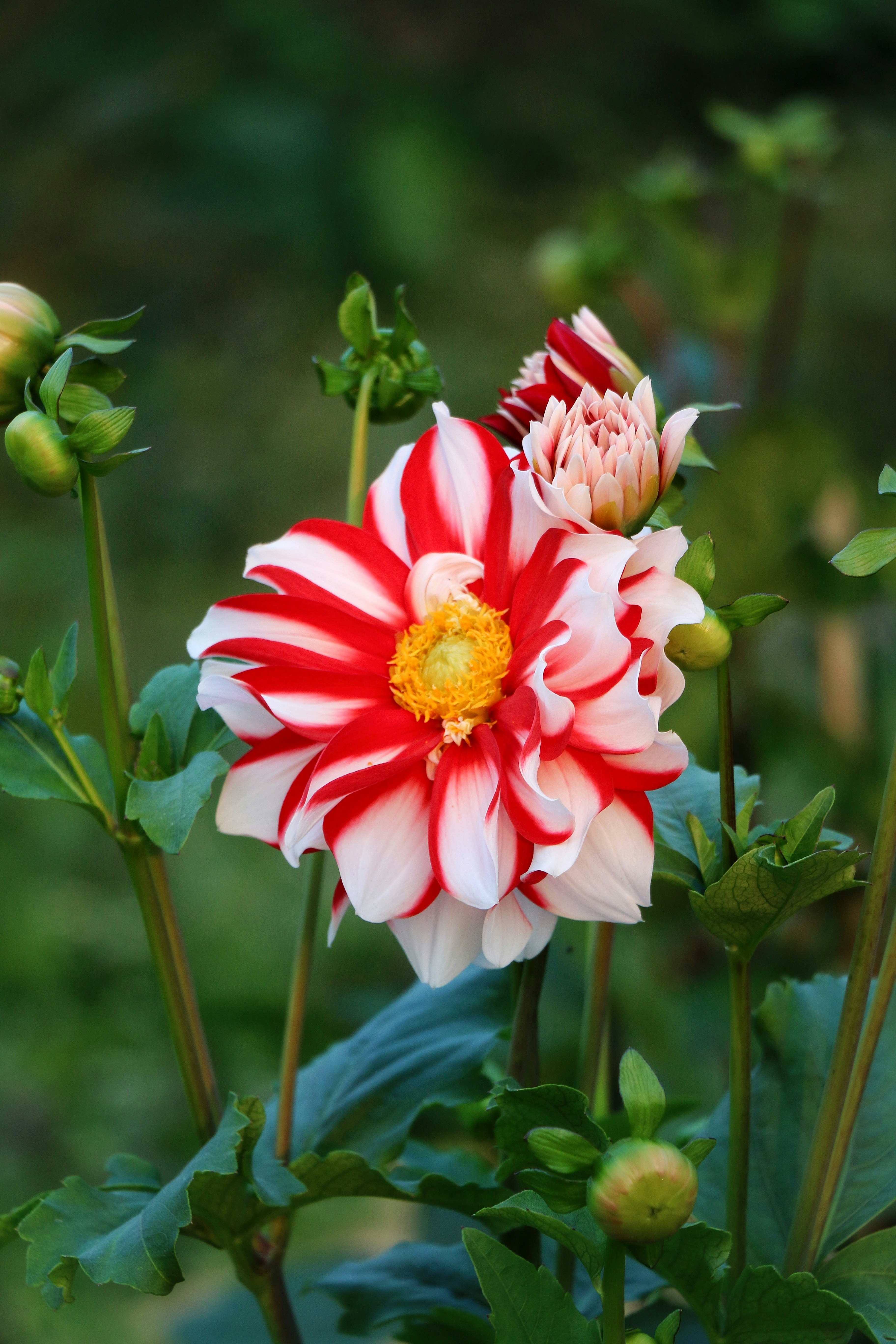 A flower is a smile from heaven 