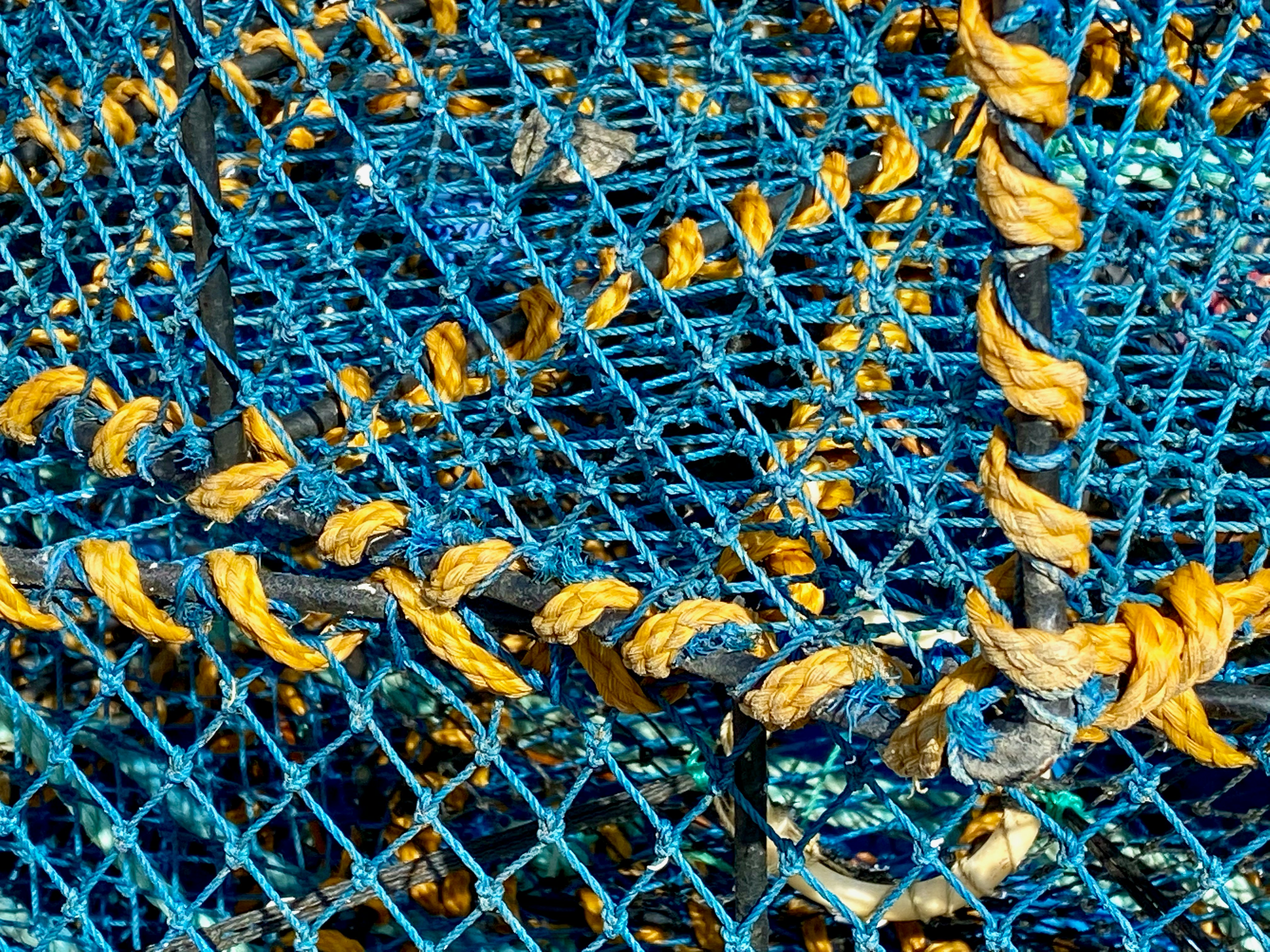 A group of bees on a tree photo – Free Fishing Image on Unsplash