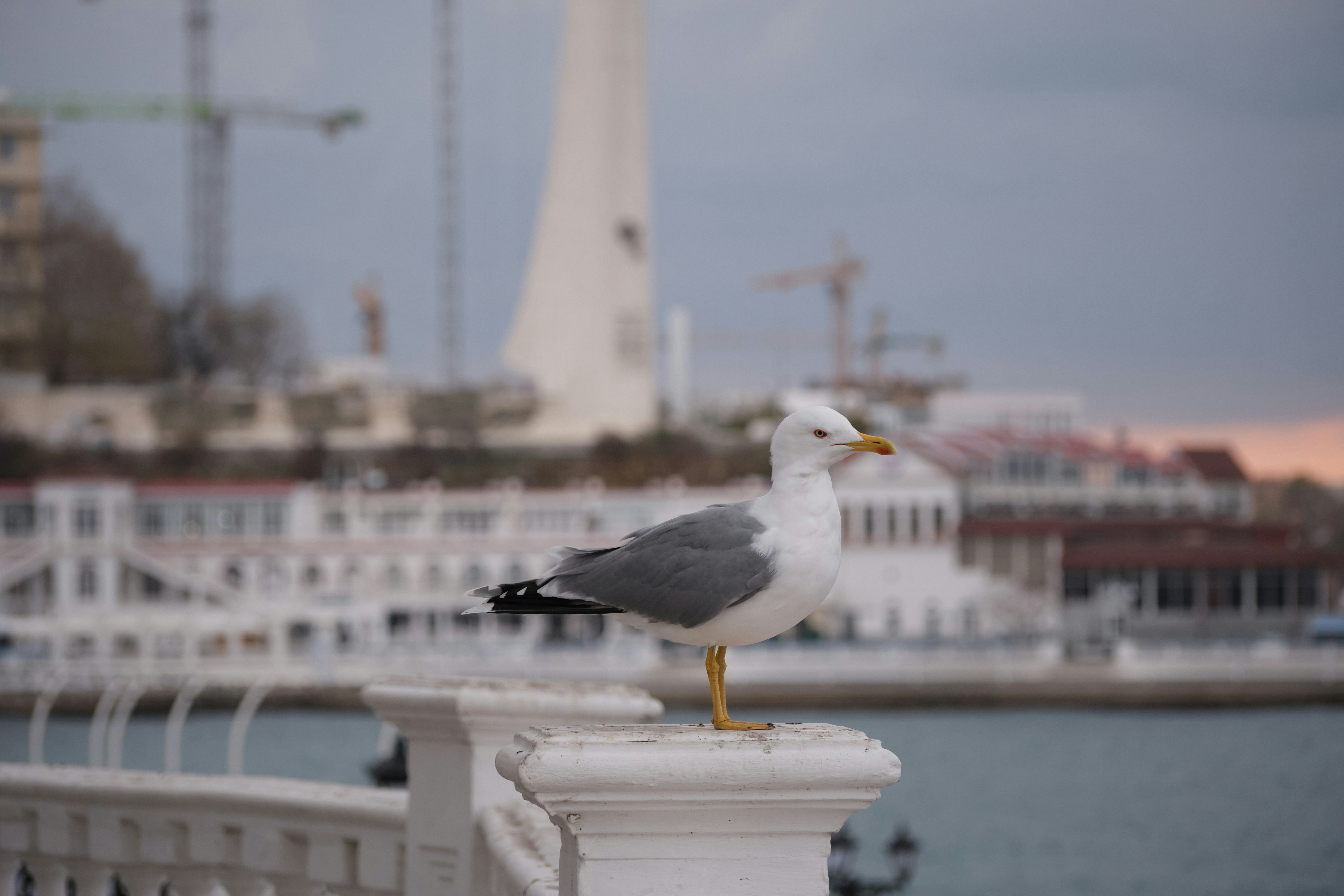Harbor Sentinel: Seagull Perched on a White Balustrade Amid an Industrial Skyline