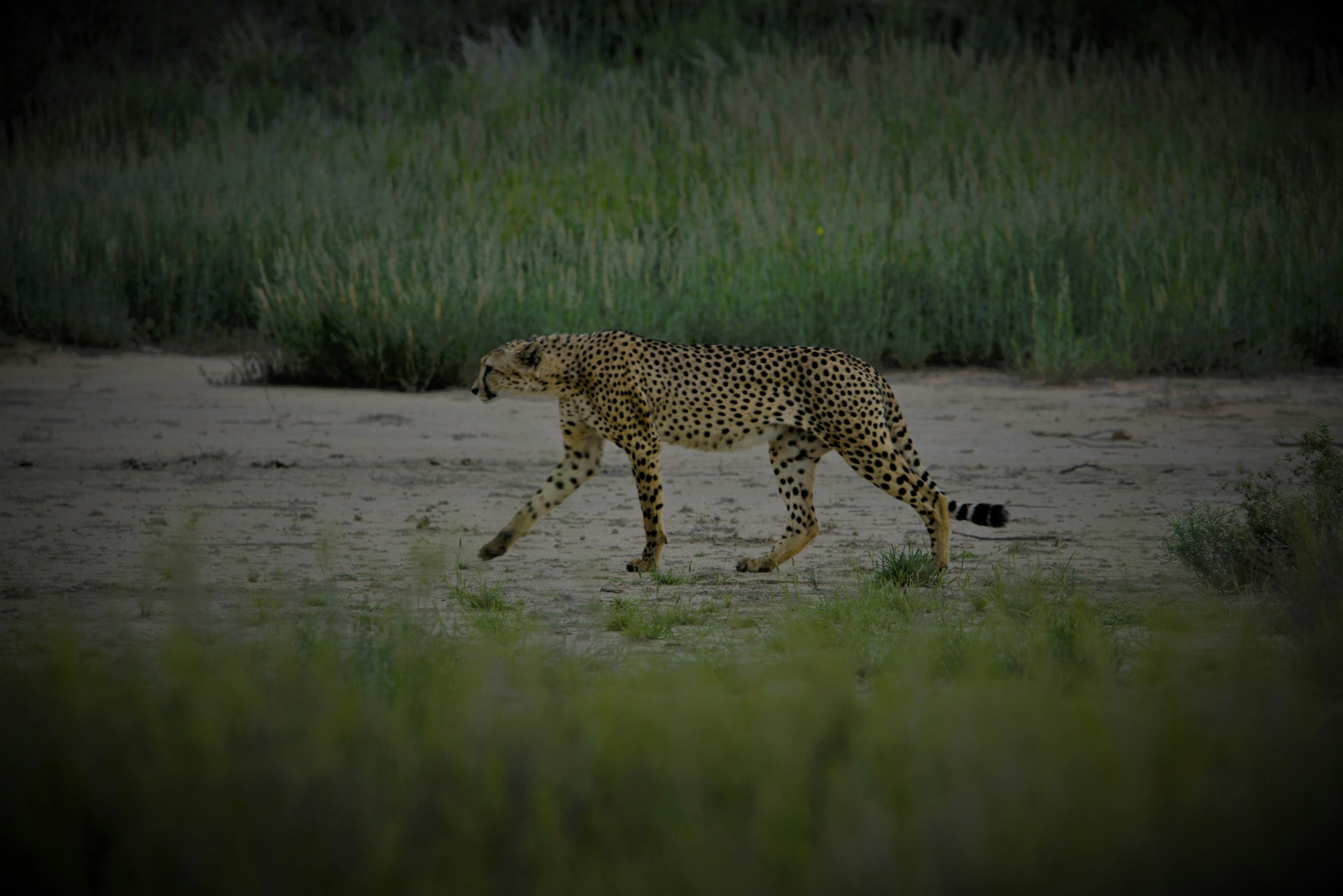 Cheetah stride along a shadowed savanna edge