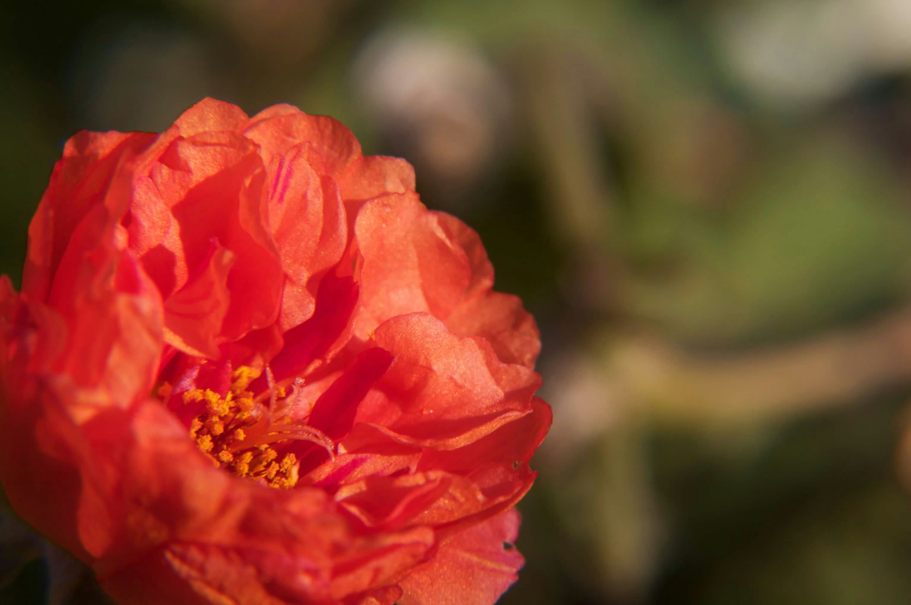 Petal Firelight: A Macro Portrait of Coral-Orange Bloom