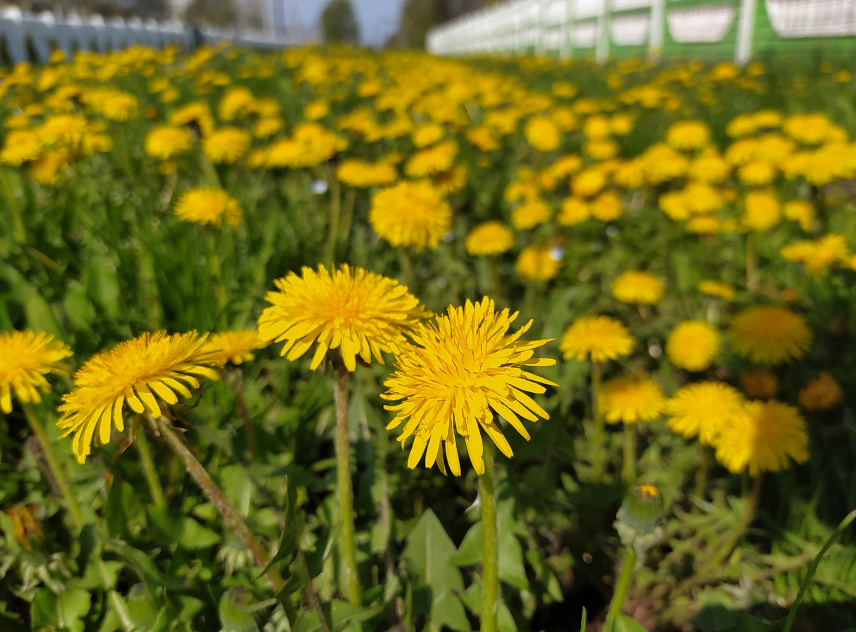 A vibrant field of dandelions basking in sunlight, showcasing their bright yellow petals against a lush green backdrop.