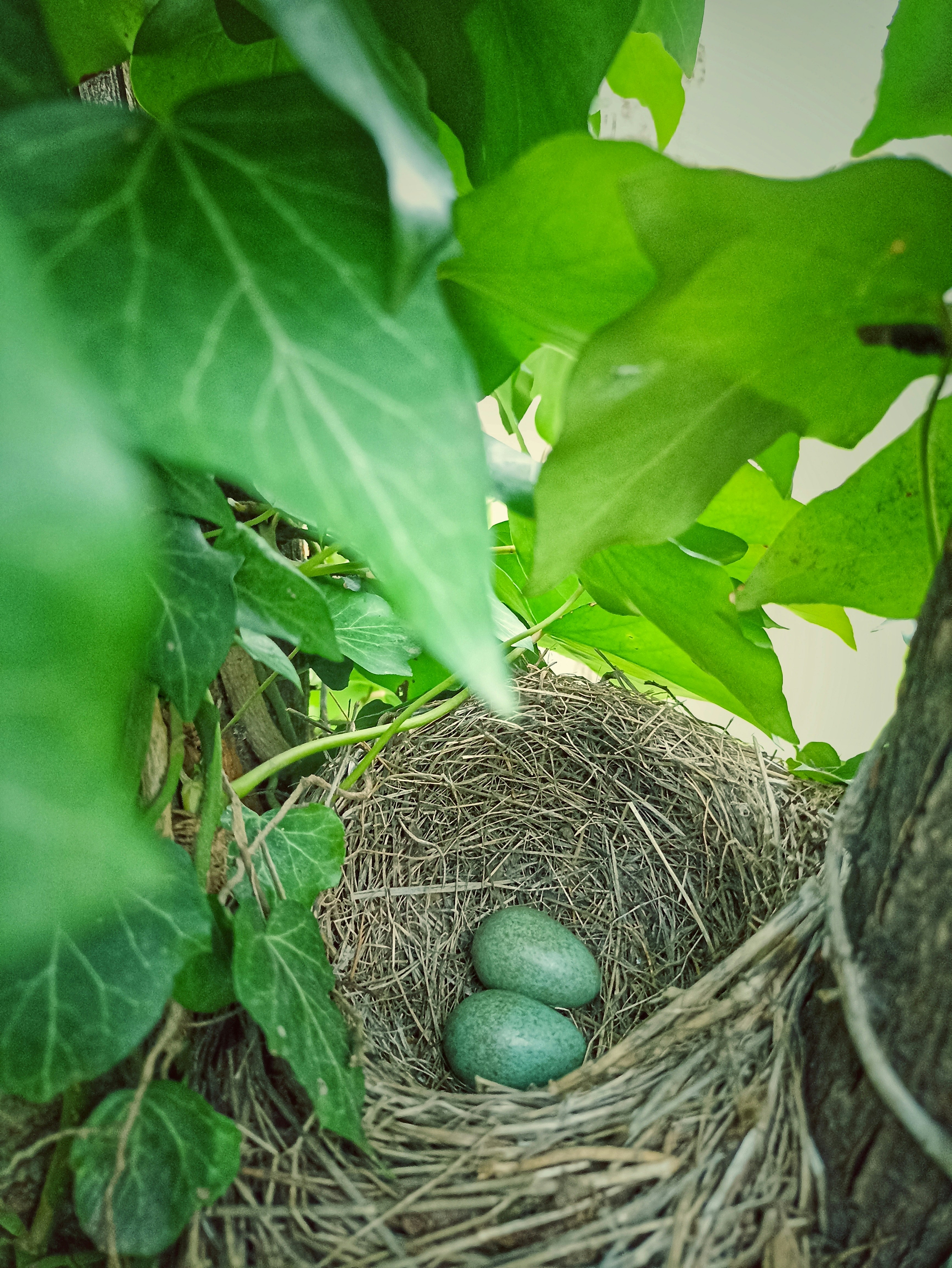 Nest of Quiet Blues: Hidden Eggs Beneath Green Canopy
