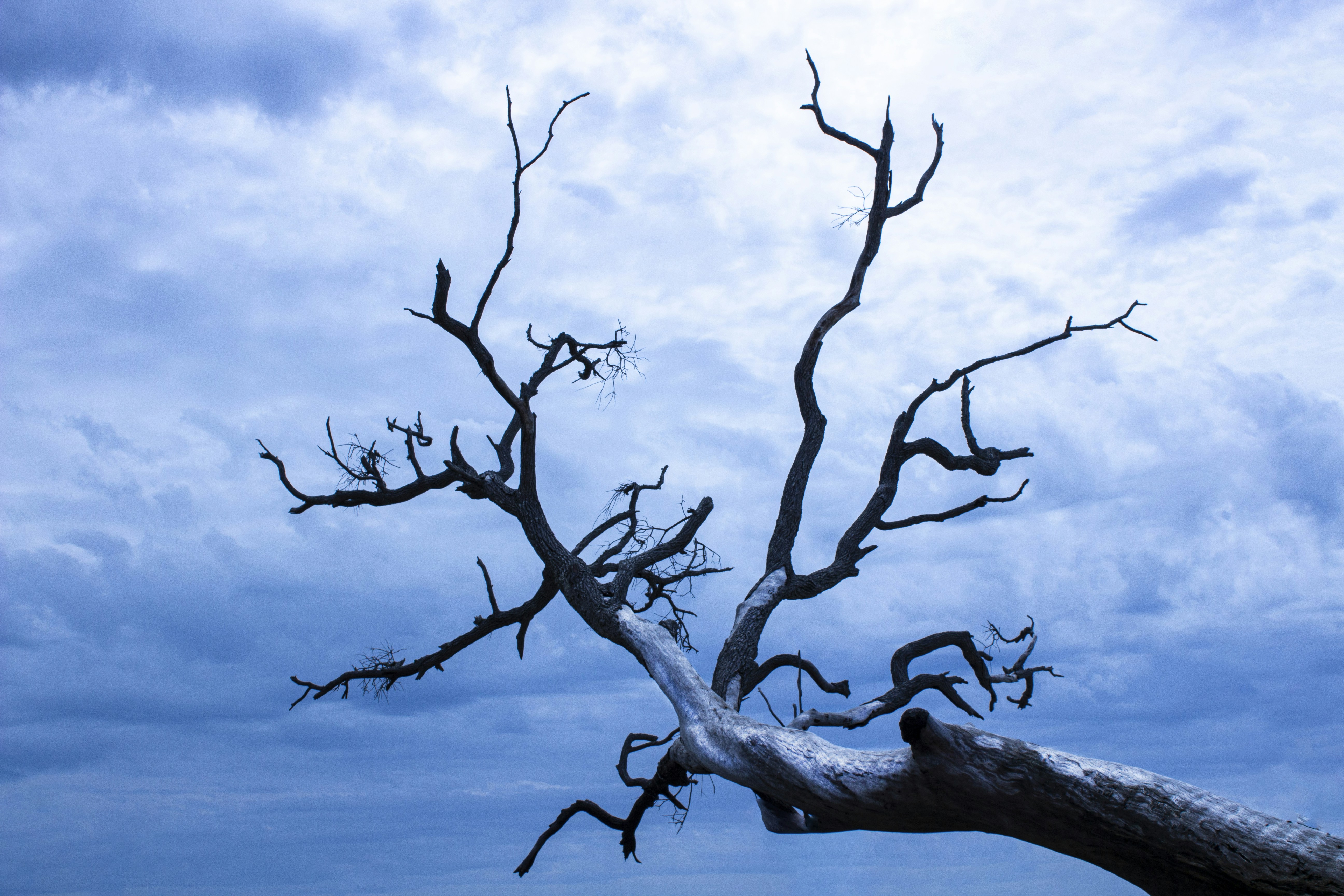 A tree with no leaves photo – Free Tree Image on Unsplash