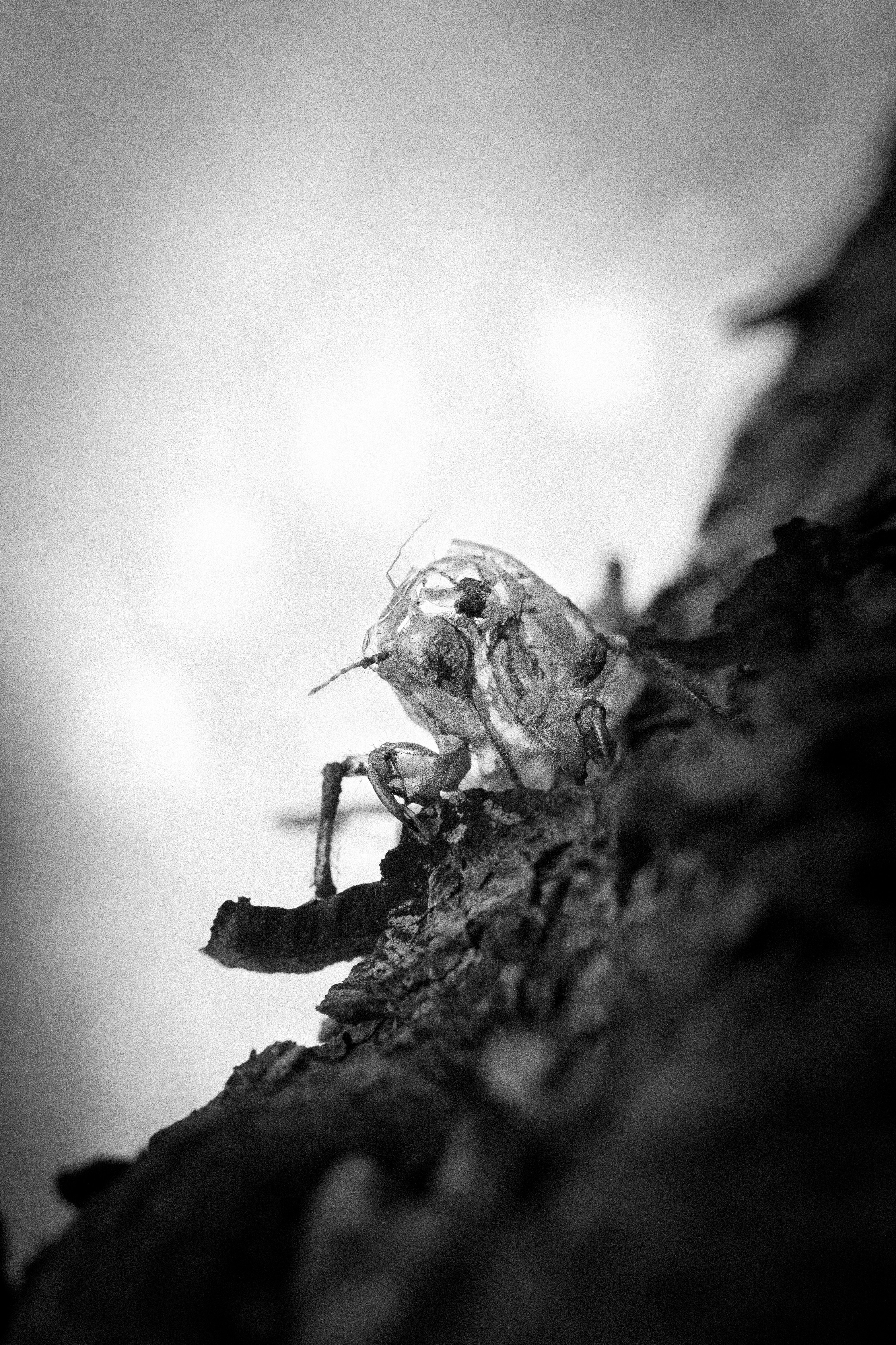 Cicada Shell on Bark: A Minute Harvest of Silence