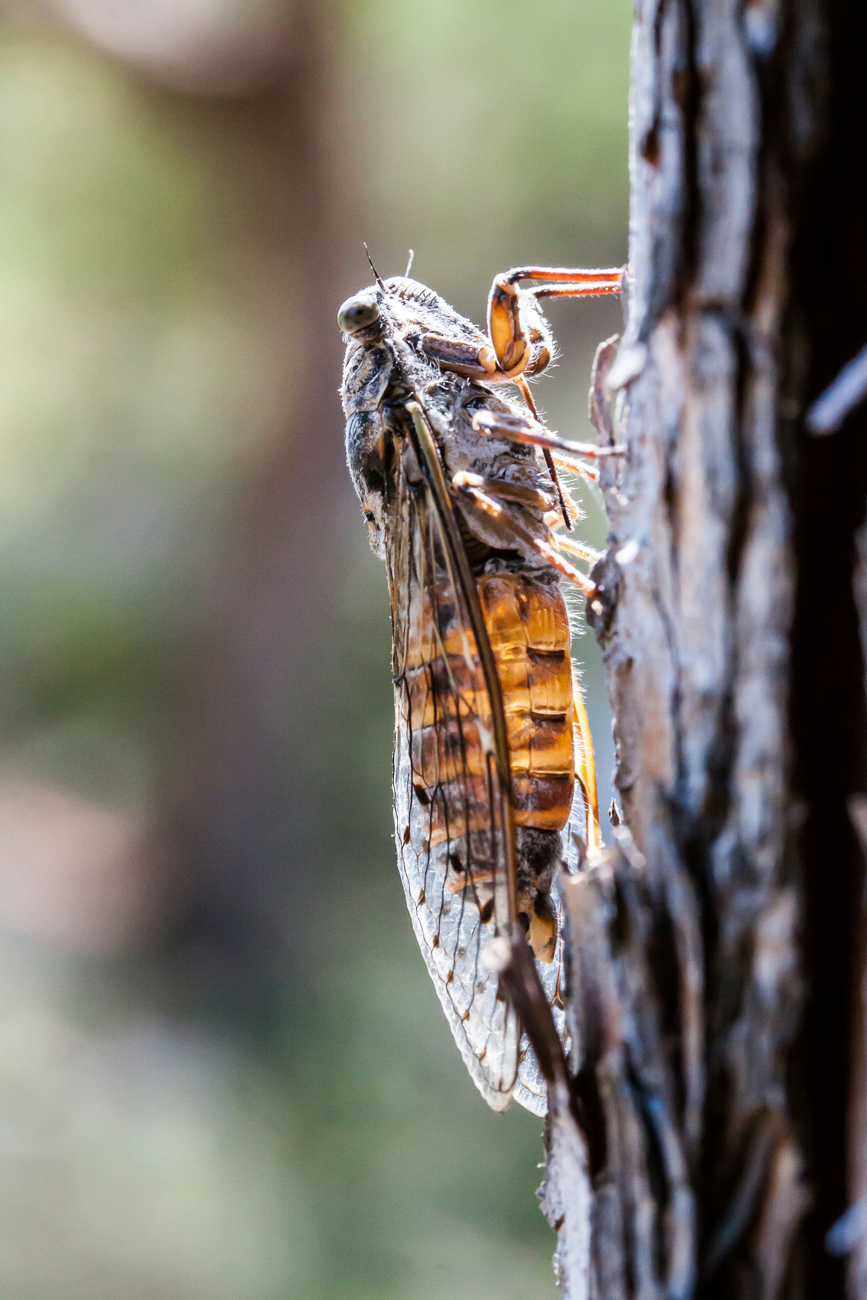 Cracked Bark Stage: A Cicada Clings to Pine with Amber Wings