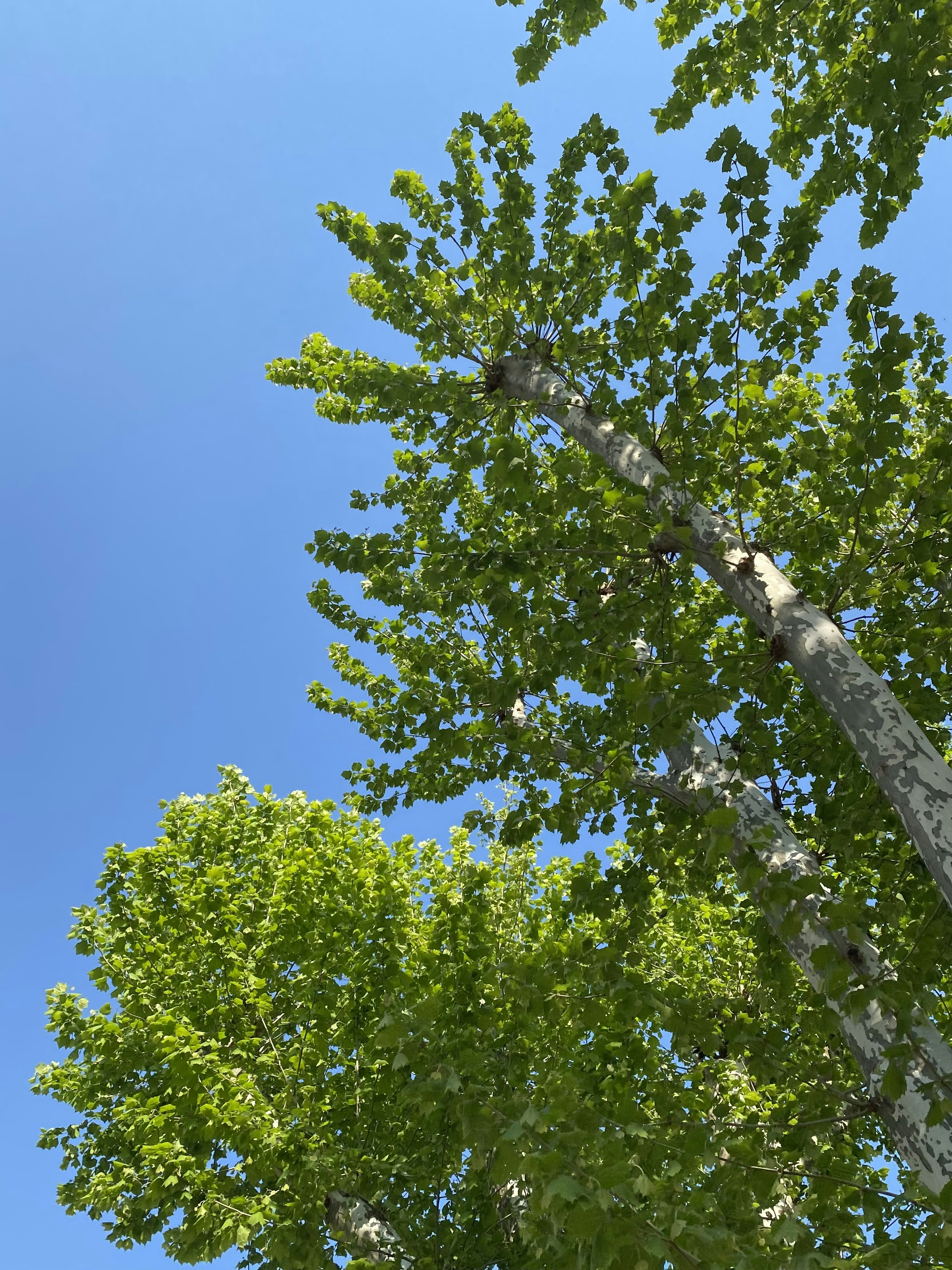 A tree with green leaves photo – Free 서울특별시 Image on Unsplash