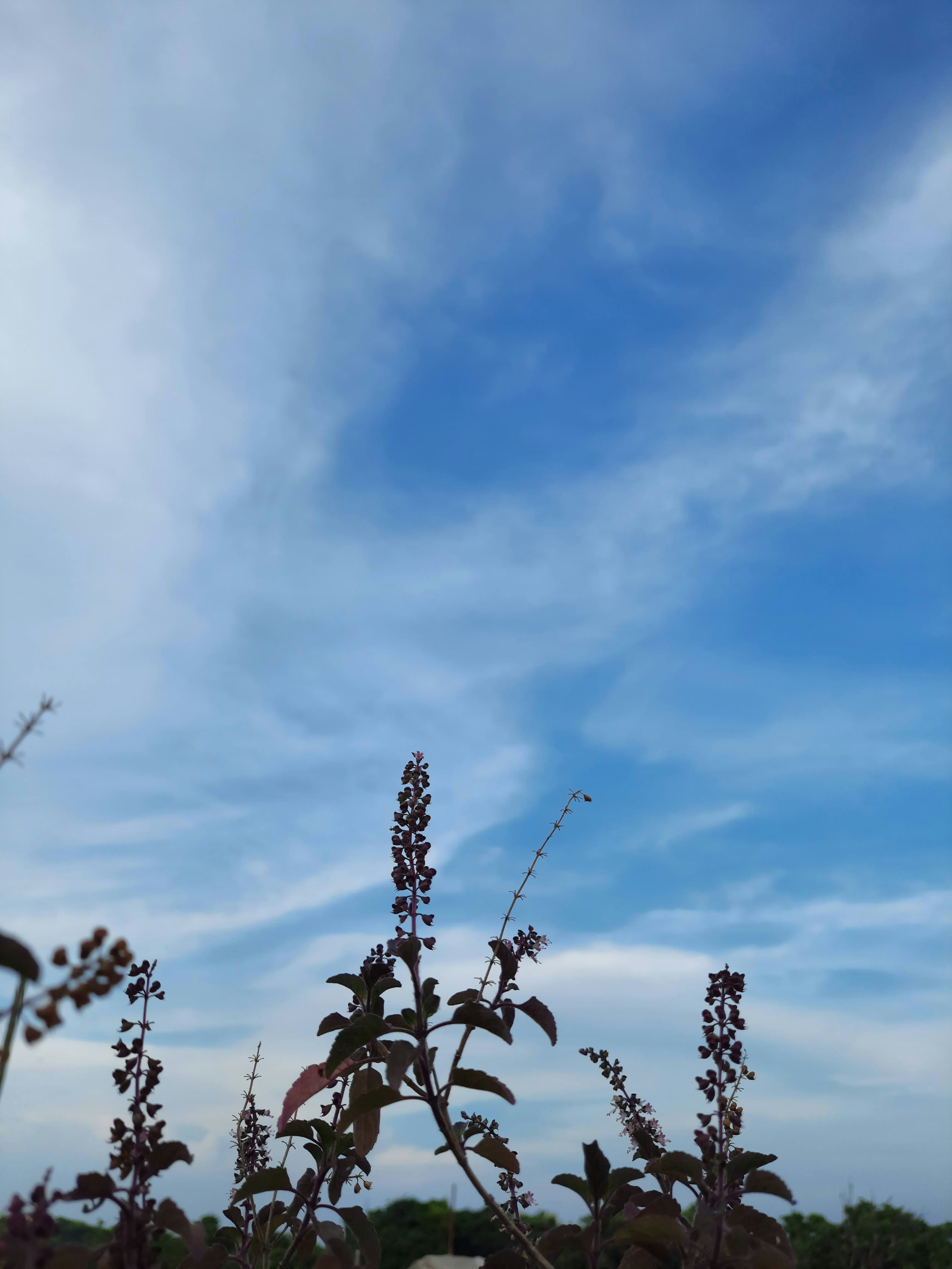 Lavender Stems Framing a Wide Blue Sky